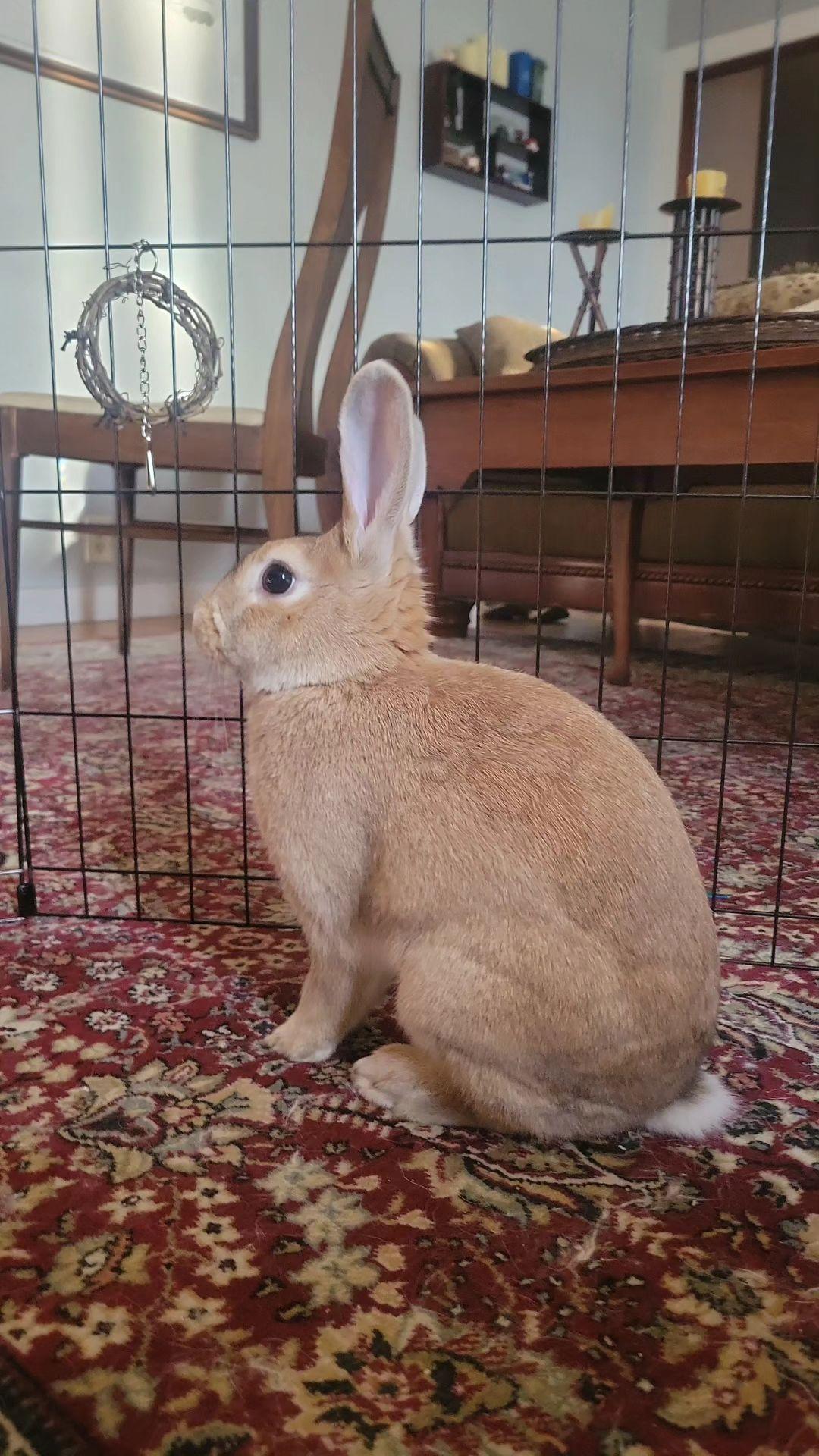 Anyone know his breed? | Scrolller