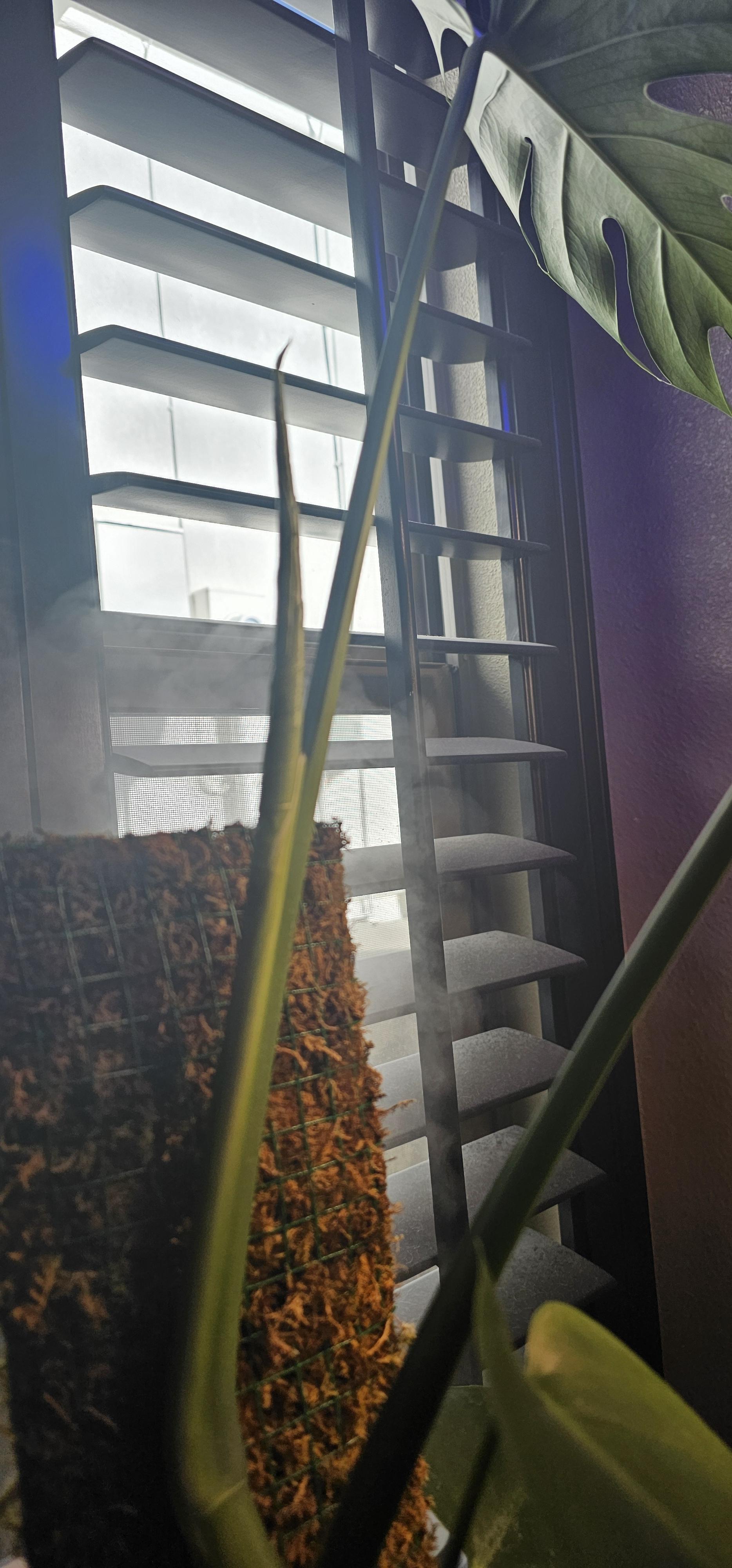 Christmas leaf. | Scrolller