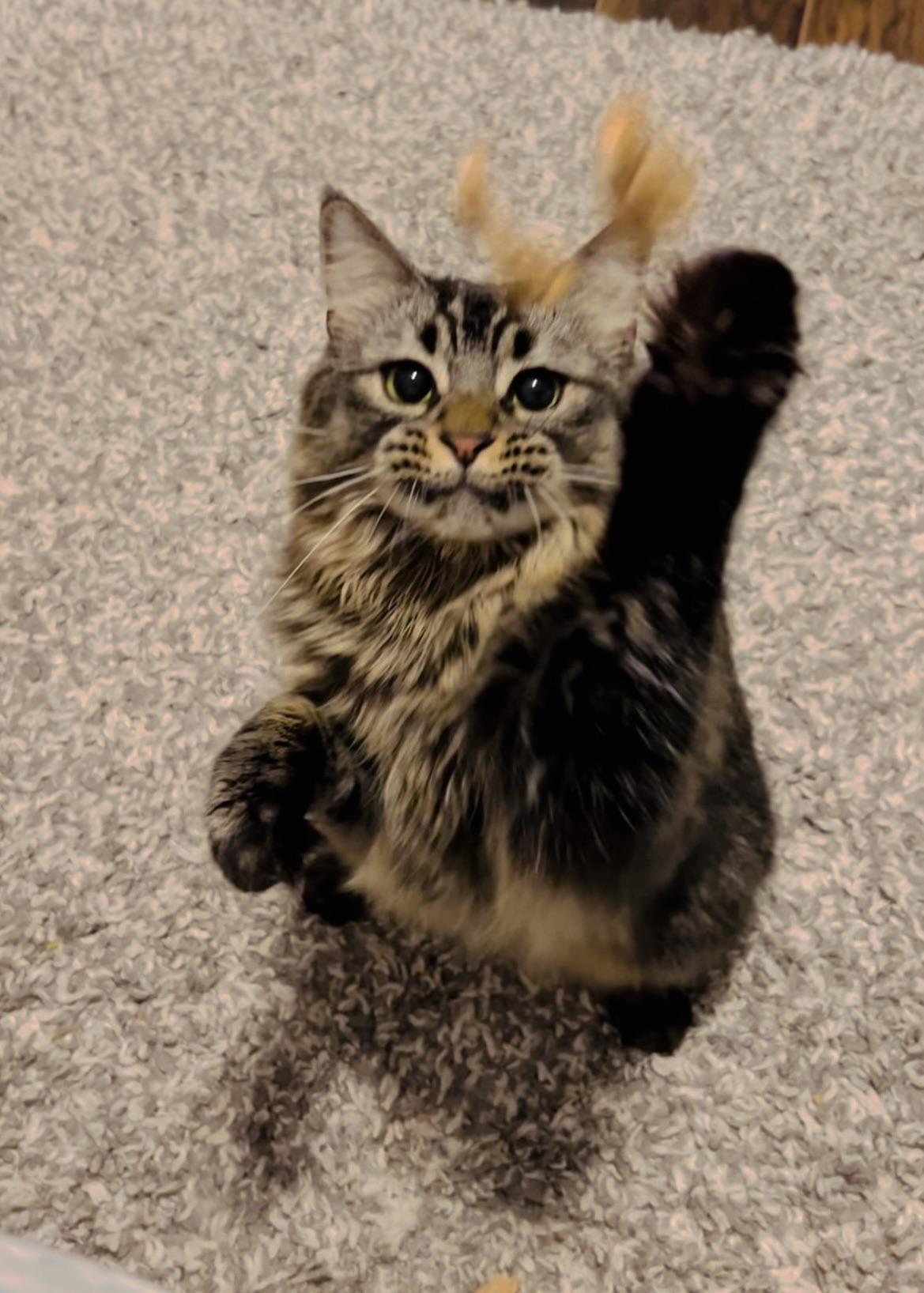 Millie becomes vicious while playing [OC] | Scrolller