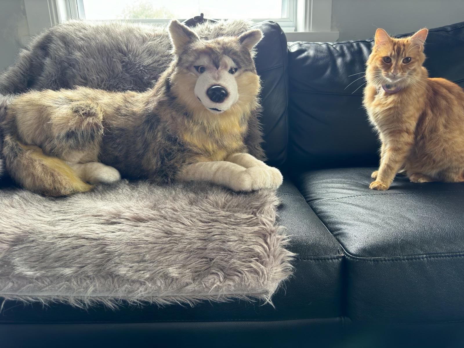 My girlfriend got a new wolf plush and our kitty is getting first cuddles | Scrolller