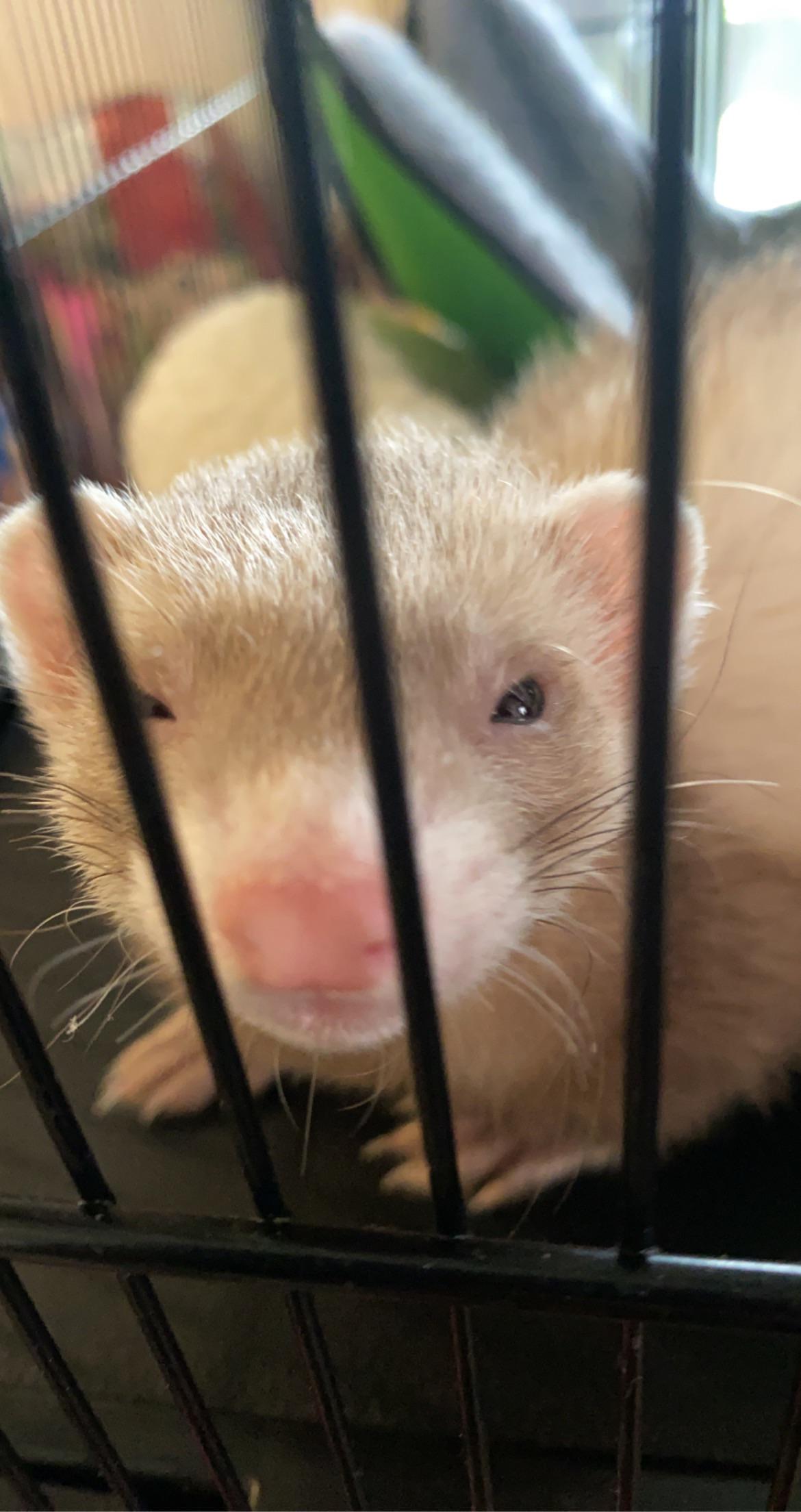 Poly pocket | Scrolller