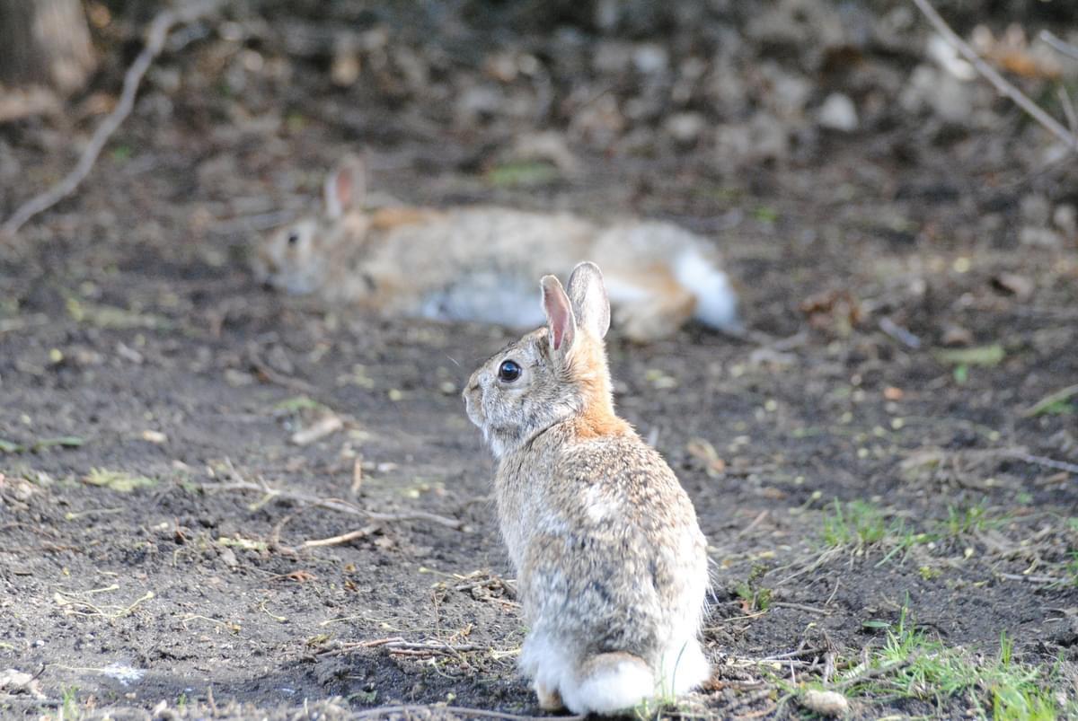 Backyard Rabbits | Scrolller