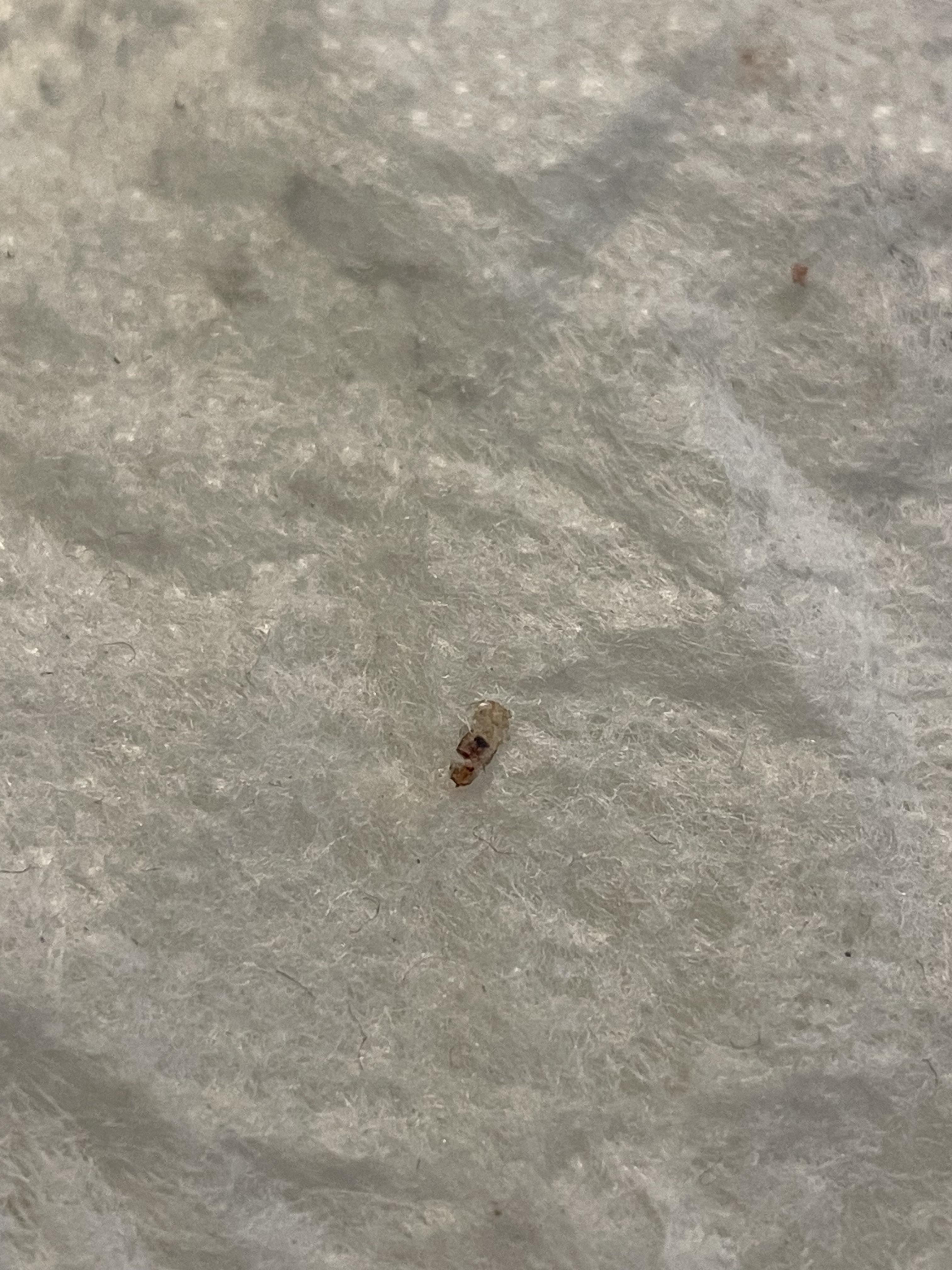 Old bed bug? | Scrolller