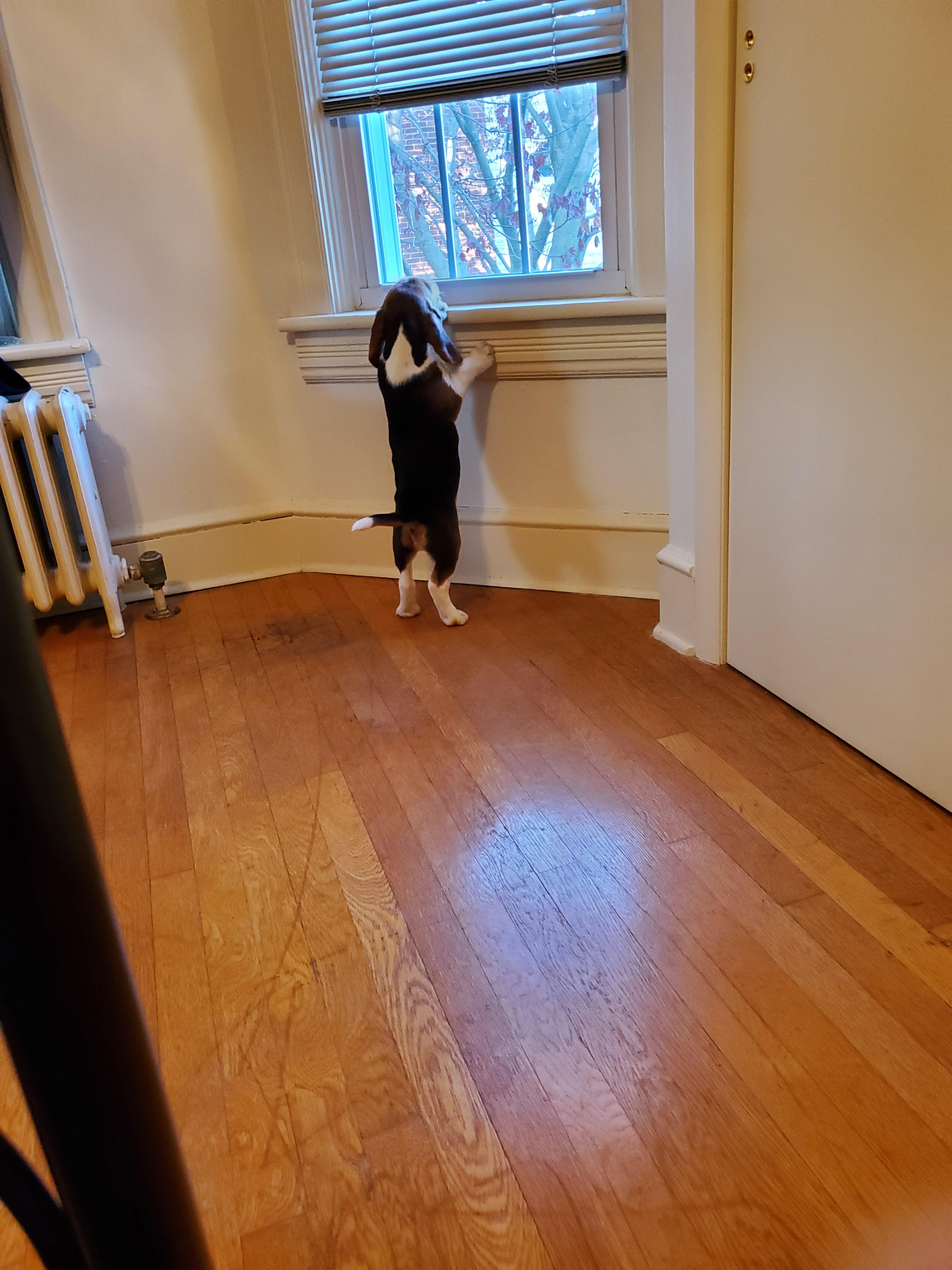 I miss how tiny Obi used to be. | Scrolller