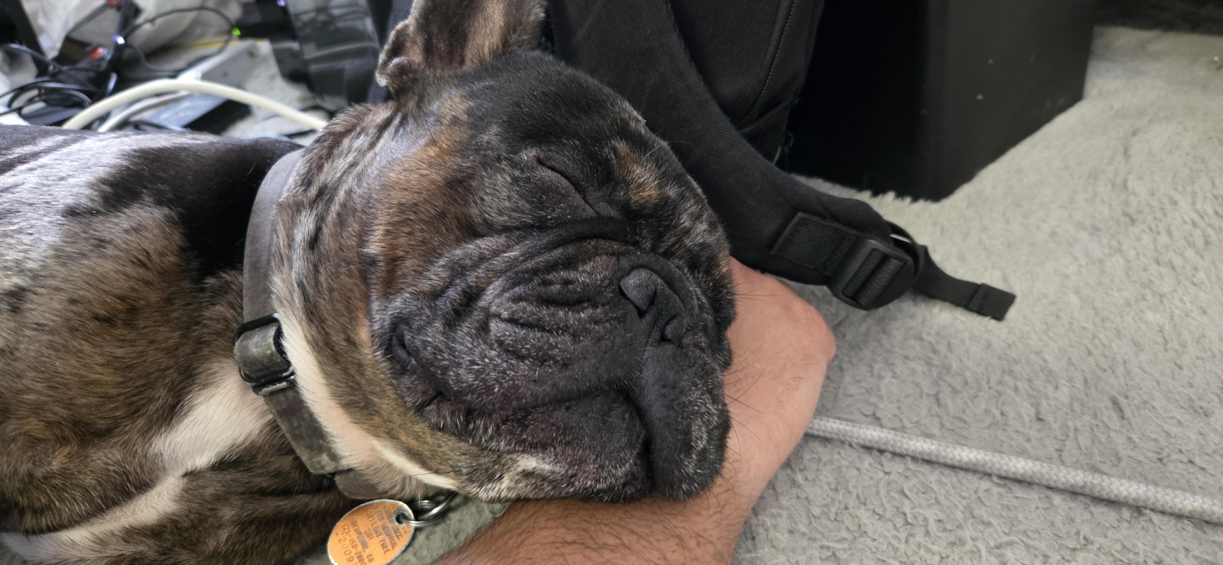 He likes to have head elevated when sleeping | Scrolller