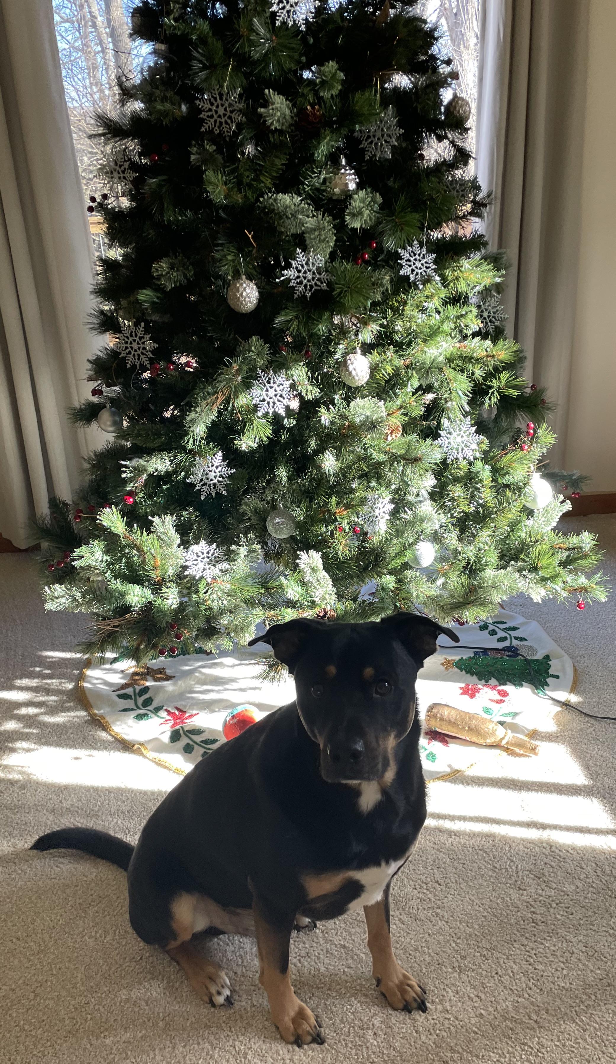 Joyful season | Scrolller