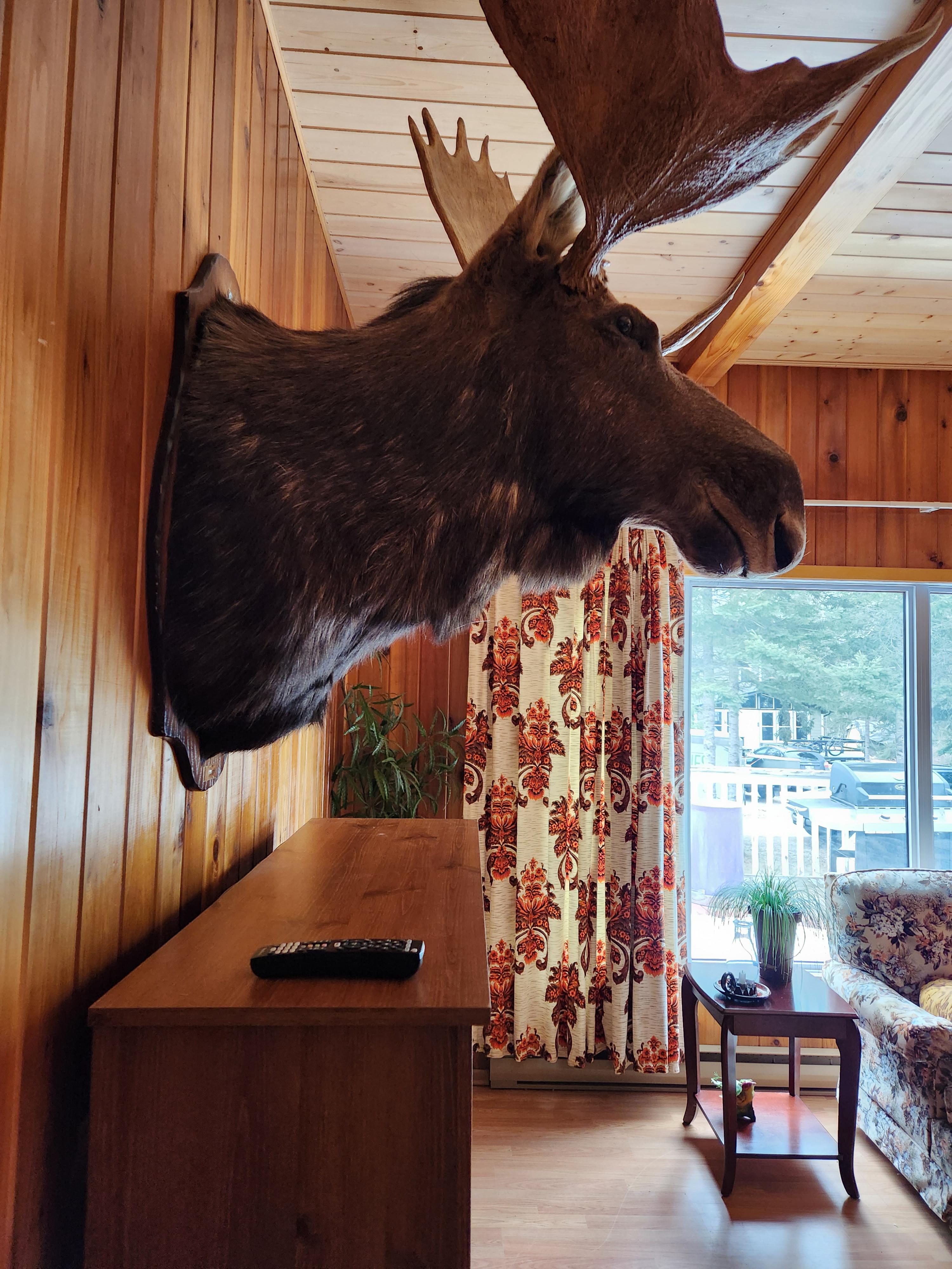 Moose Head | Scrolller