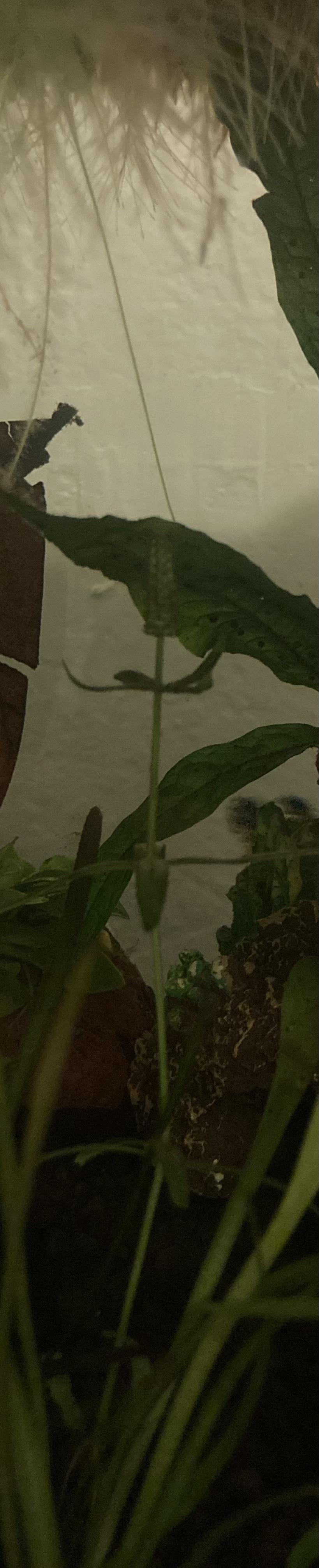 Aquarium Plant ID | Scrolller