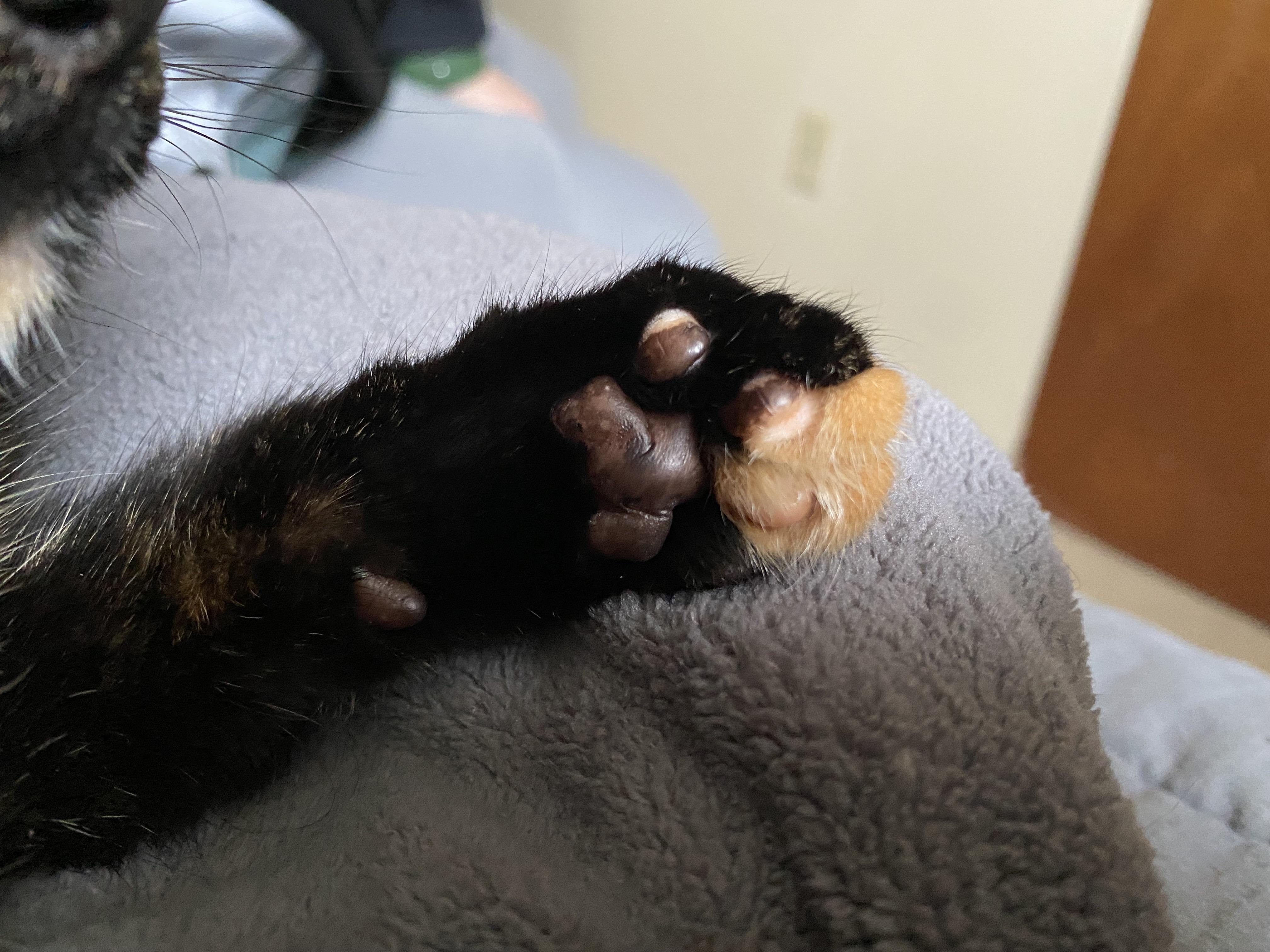 KitKat and her multicolored toe beans | Scrolller