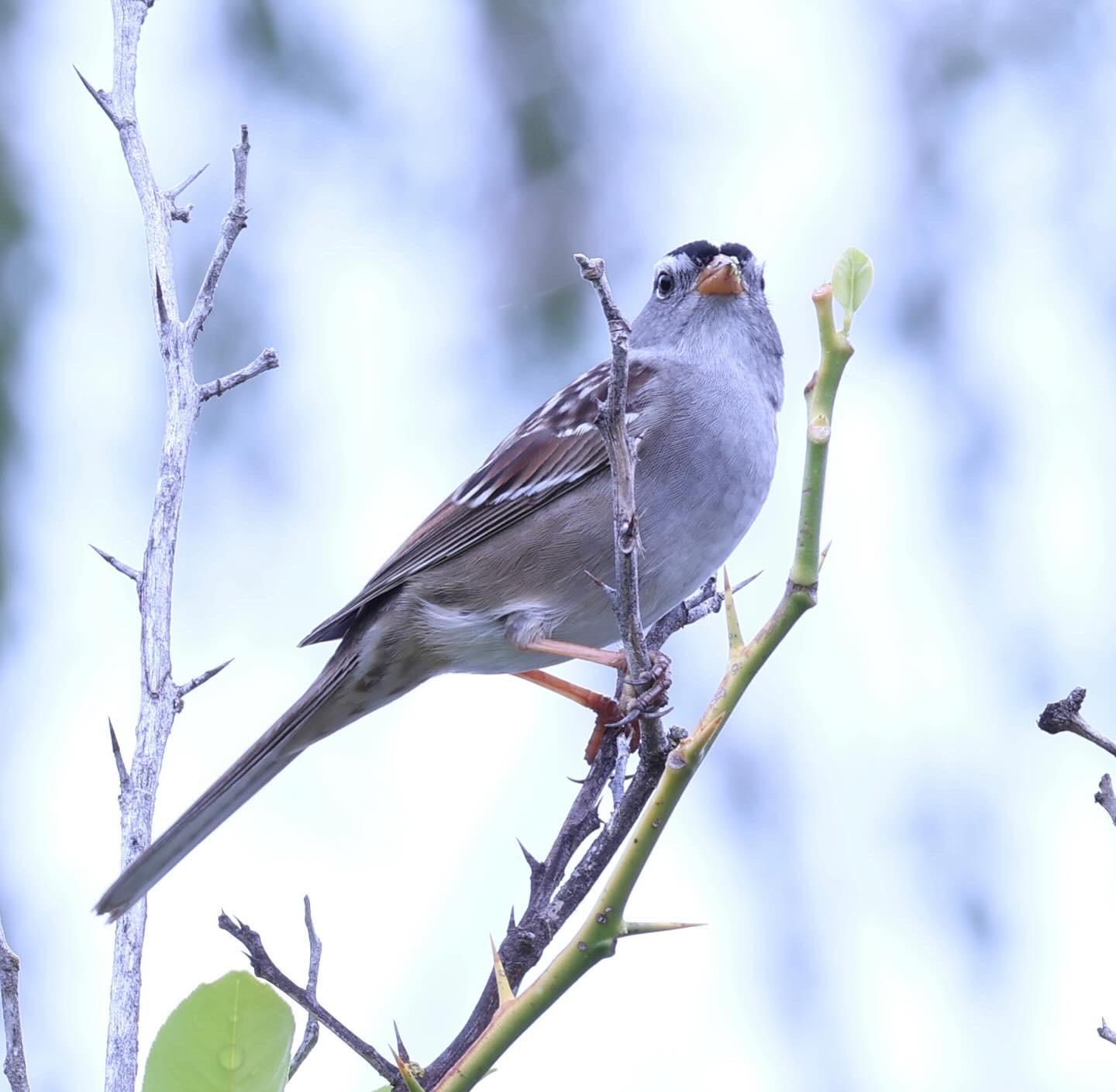 White-crowned Sparrow (Northern CA) | Scrolller