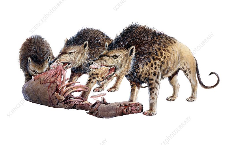 Favourite extinct mammal? my favourite is the andrewsarchus | Scrolller