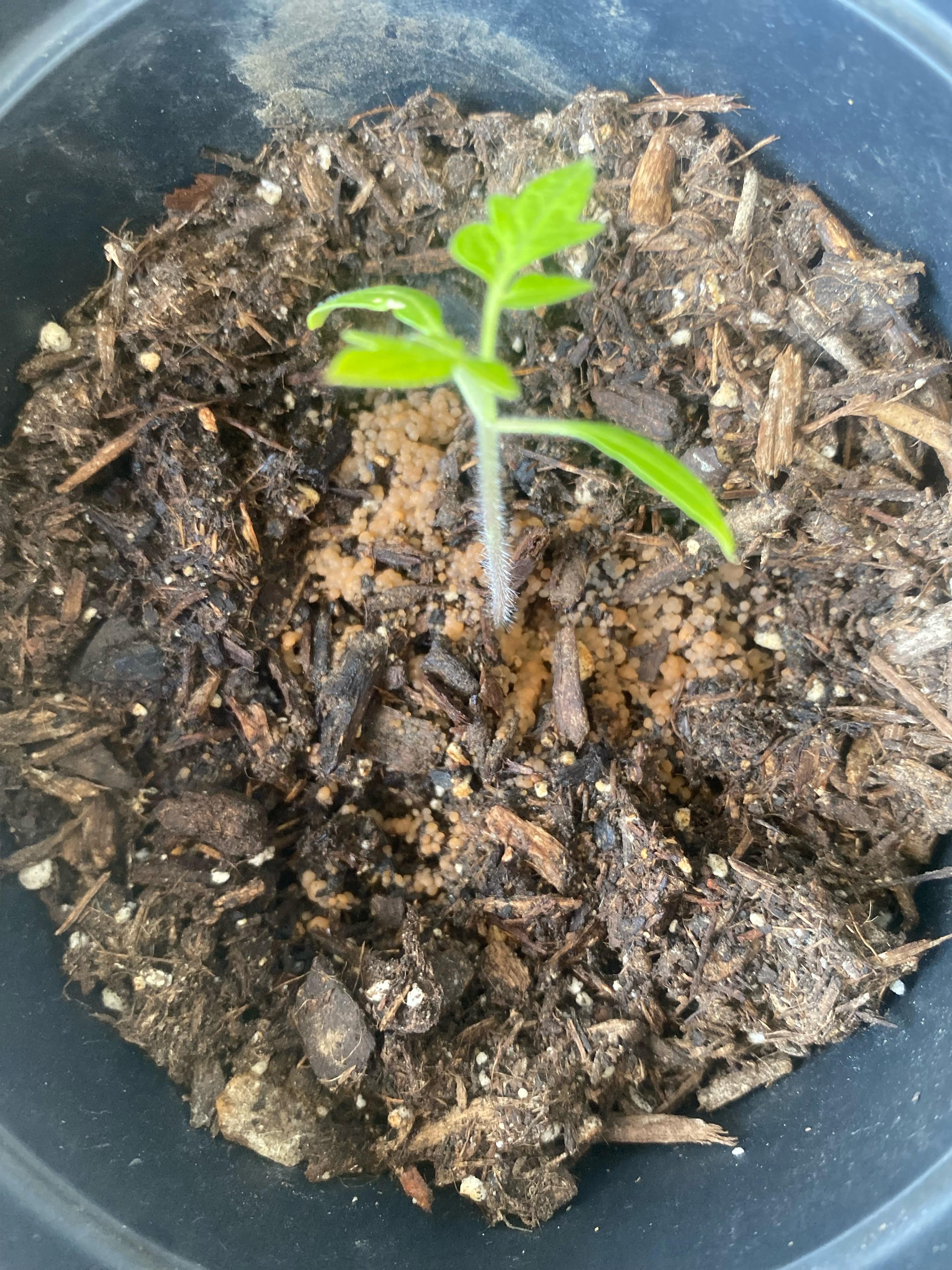 Orange mold on sprouts | Scrolller