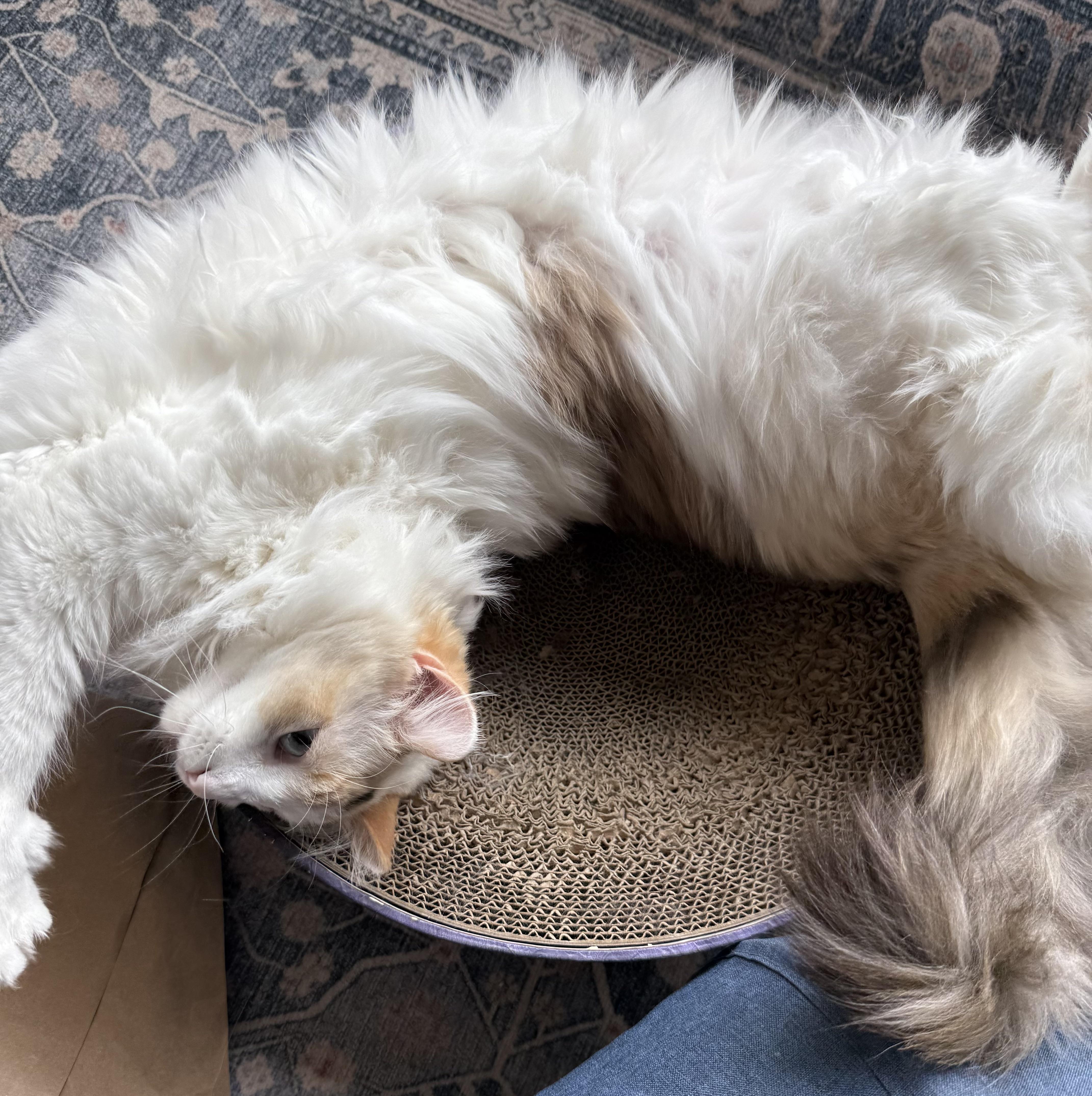 Discover more like Floof: Touch ALL of this floof! and Related Content | Scrolller