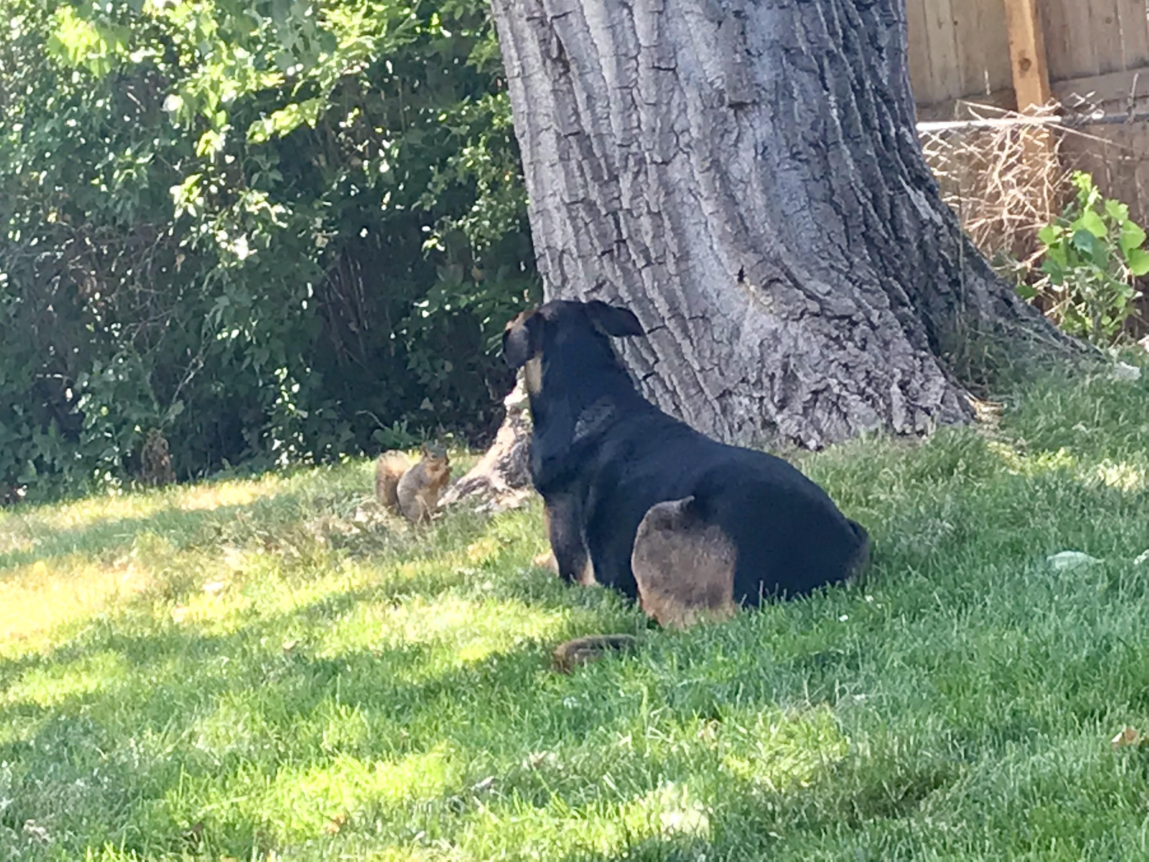 Missing my gentle giant. | Scrolller