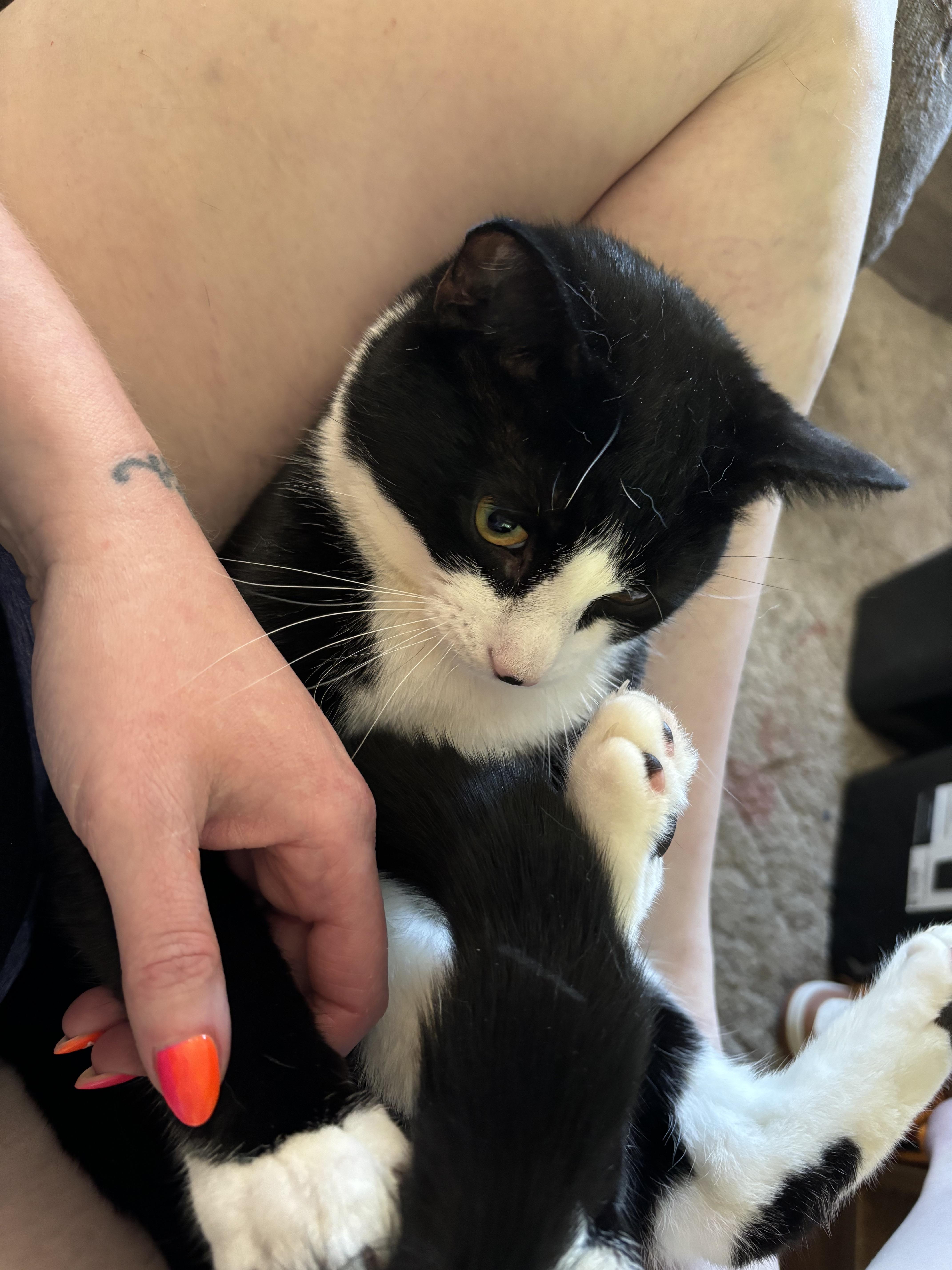 Pickle finally caught that pesky tail | Scrolller