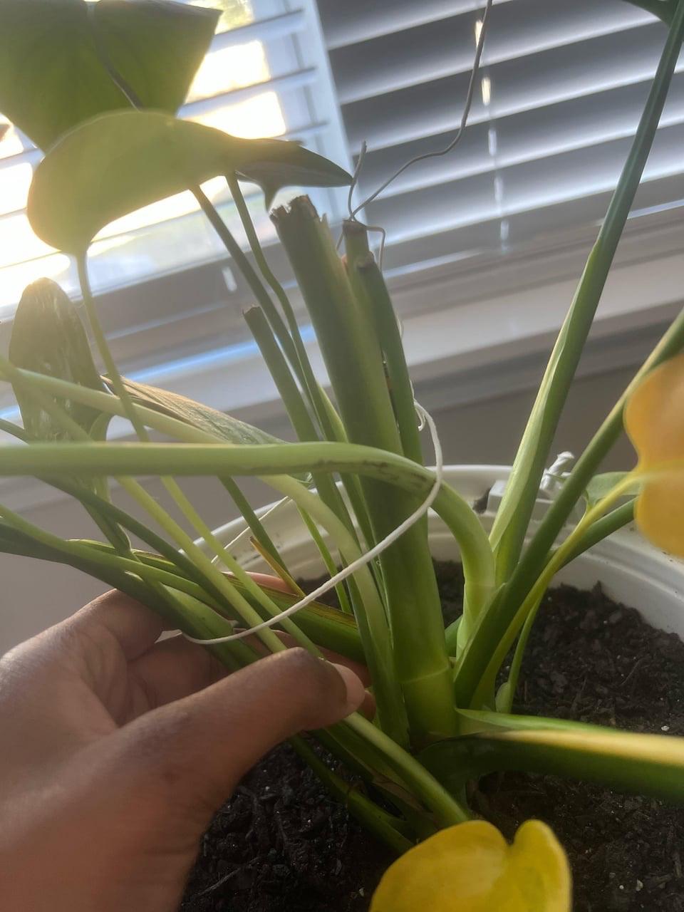 Help my monstera deliciosa: Learning Plant Mom | Scrolller
