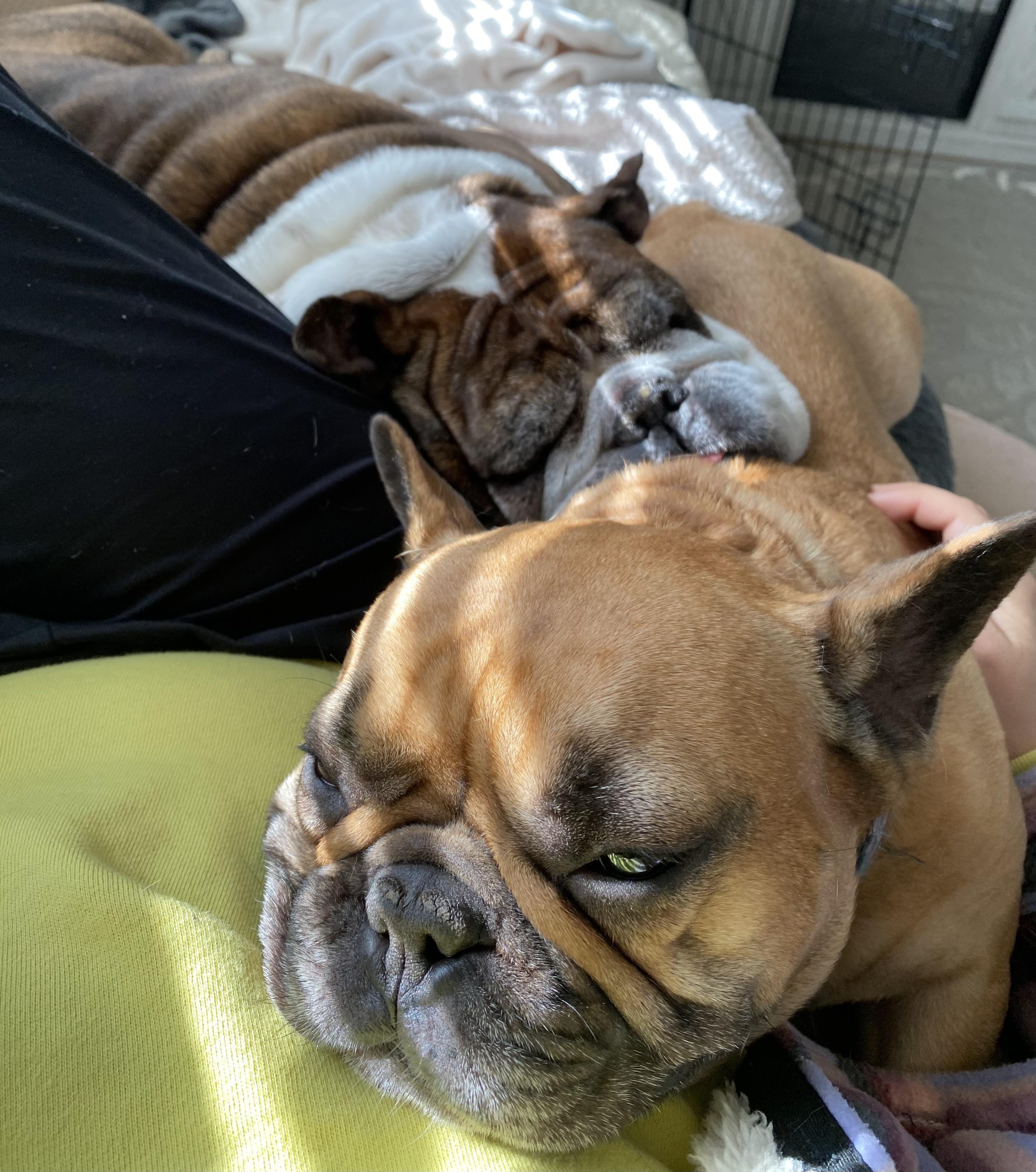 Discover more like Bulldogs: My cuddle puddle and Related Content | Scrolller
