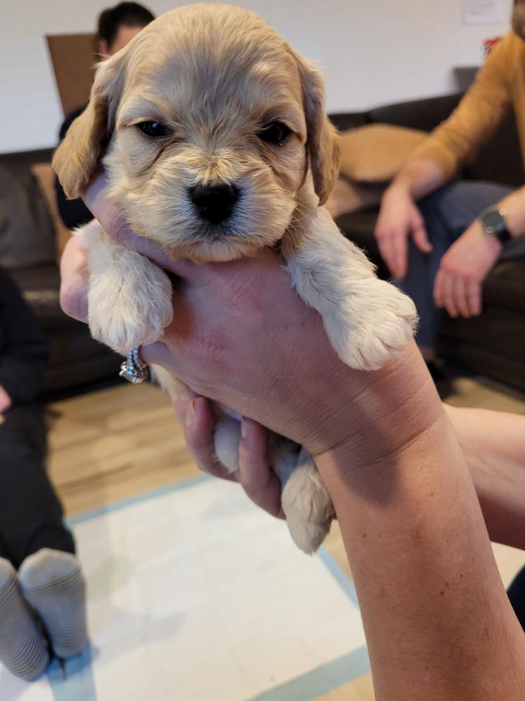 Discover more like Aww: (OC) Meet Tulip! and Related Content | Scrolller