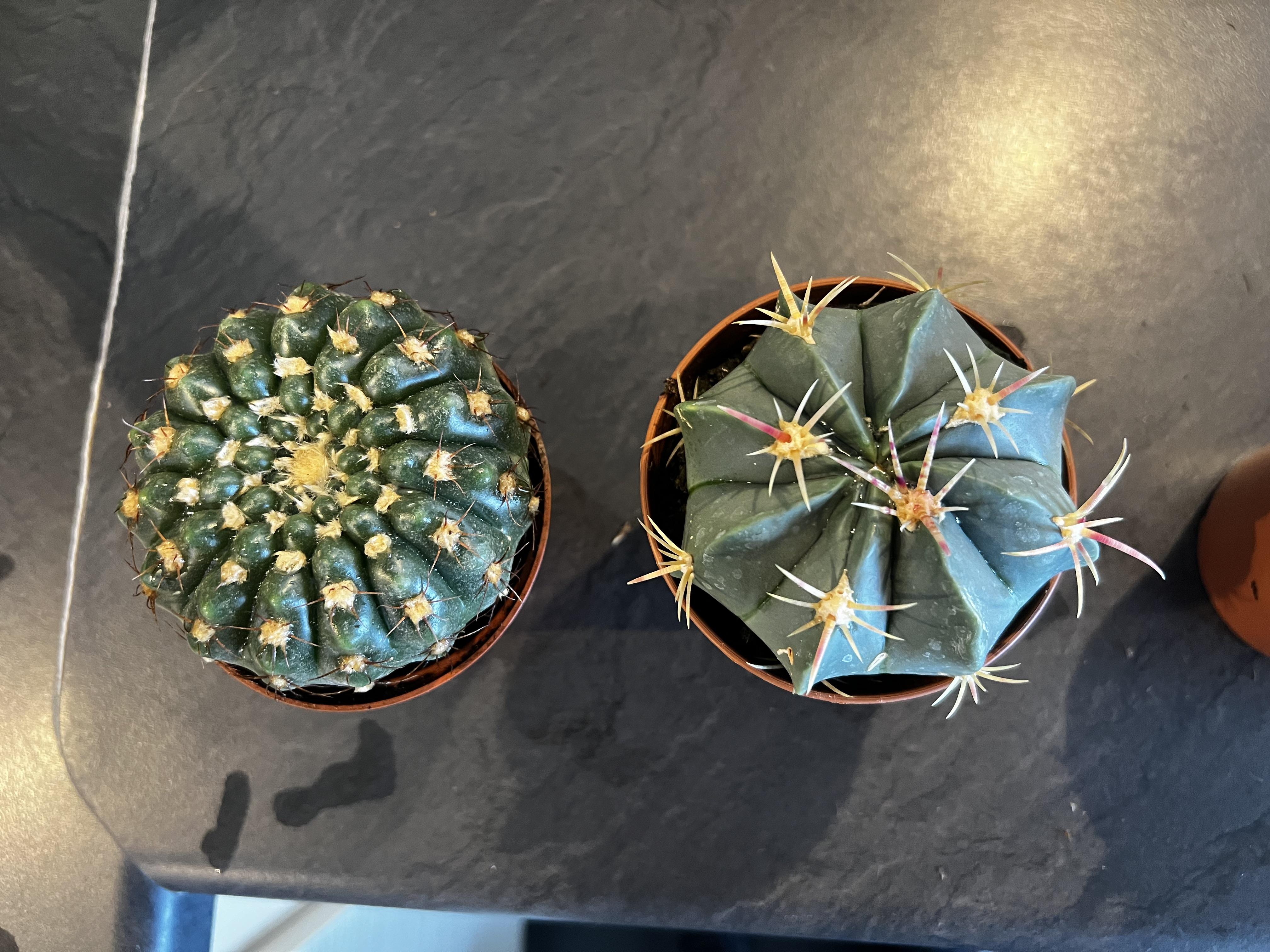 MORE CACTUS!! | Scrolller