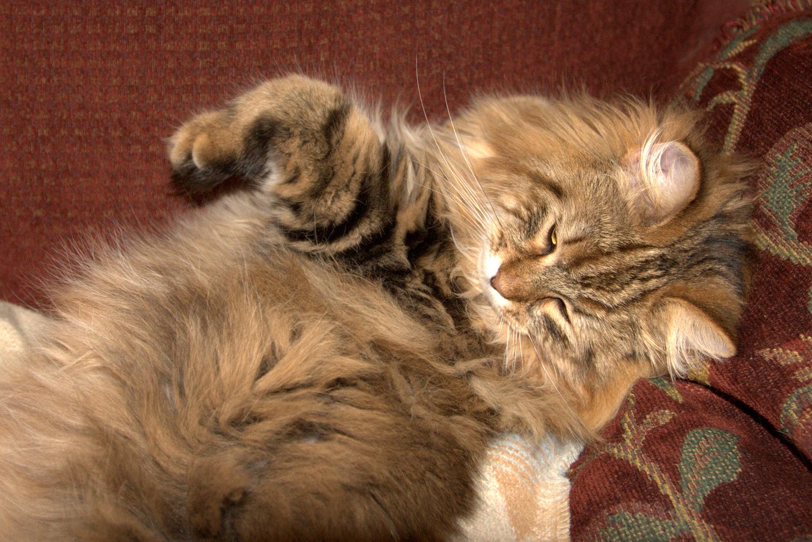 Floofy bellies | Scrolller