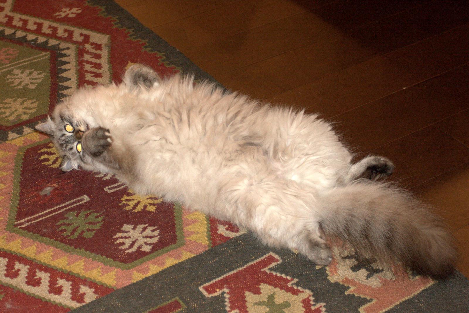 Floofy bellies | Scrolller