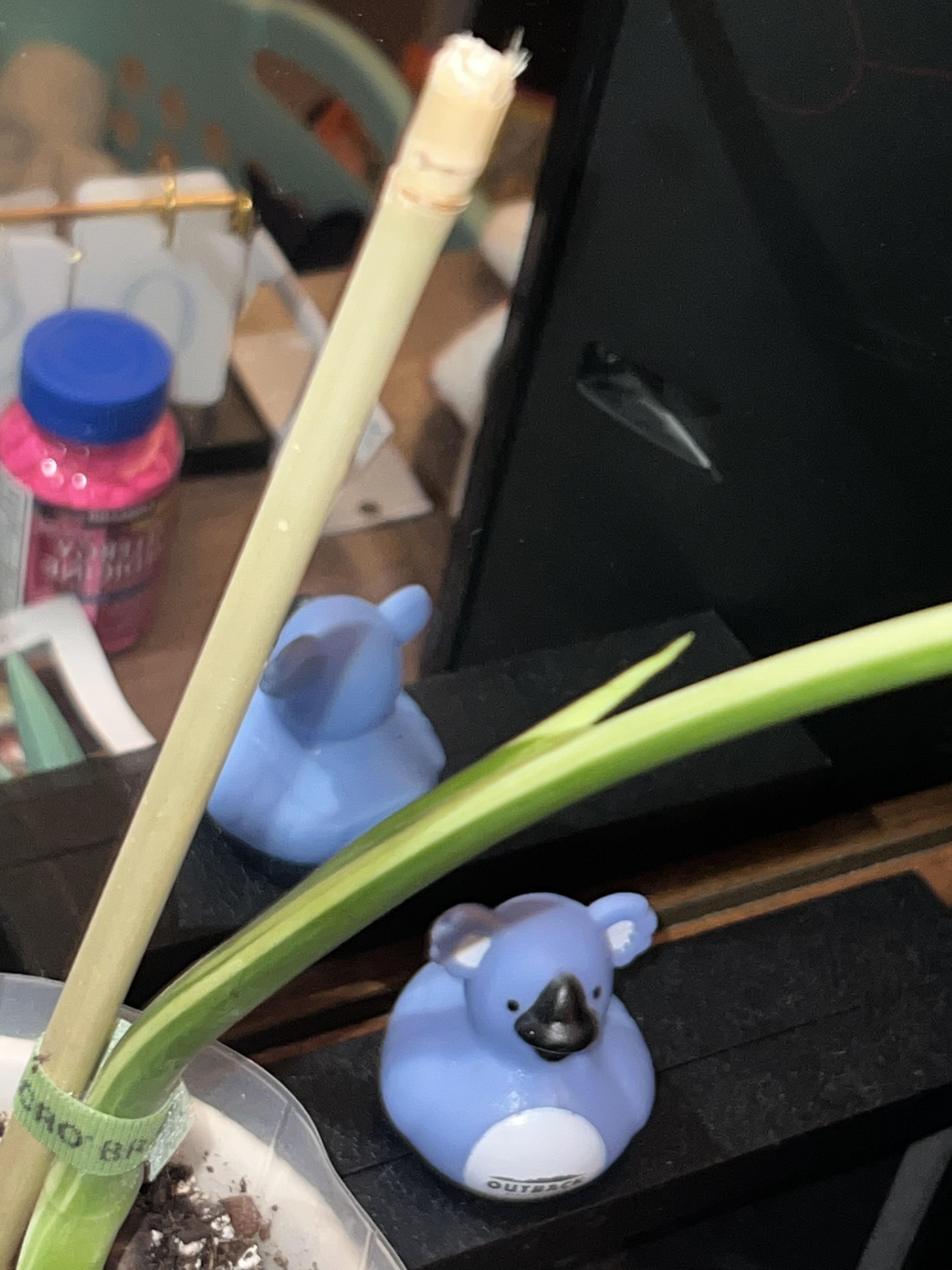 Variegated Monstera! | Scrolller