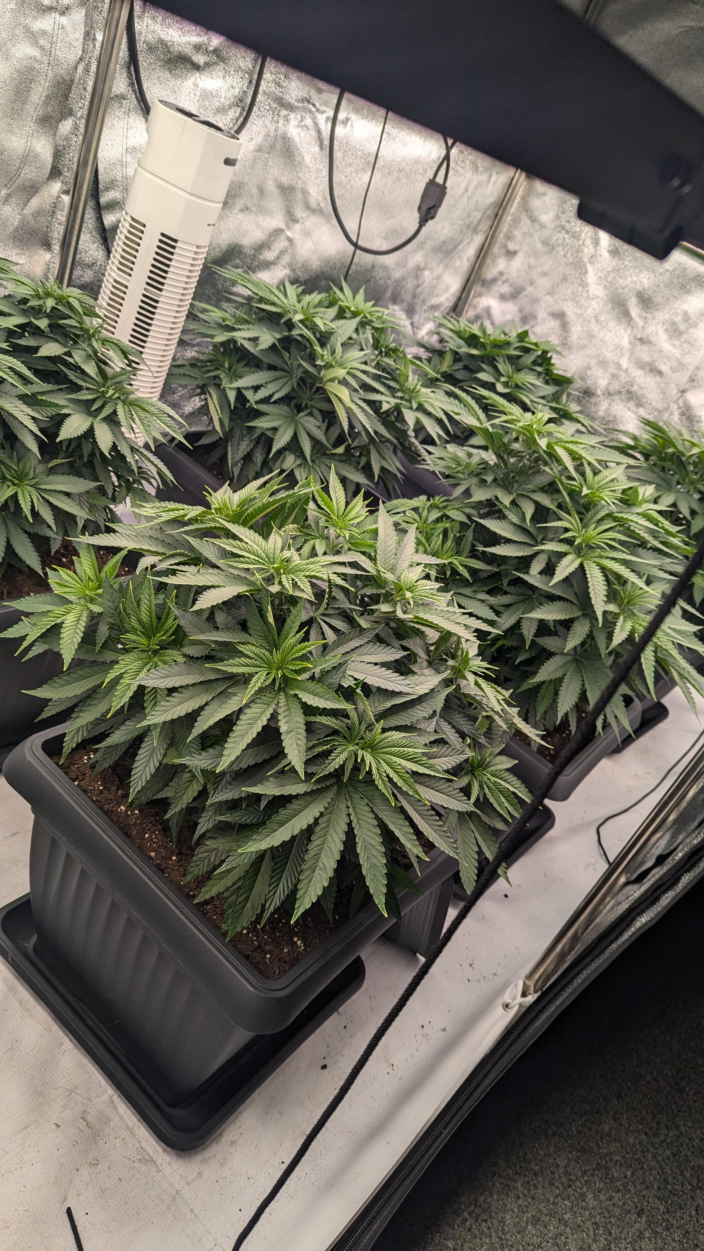 When should i flip that my tent gets completely filled | Scrolller