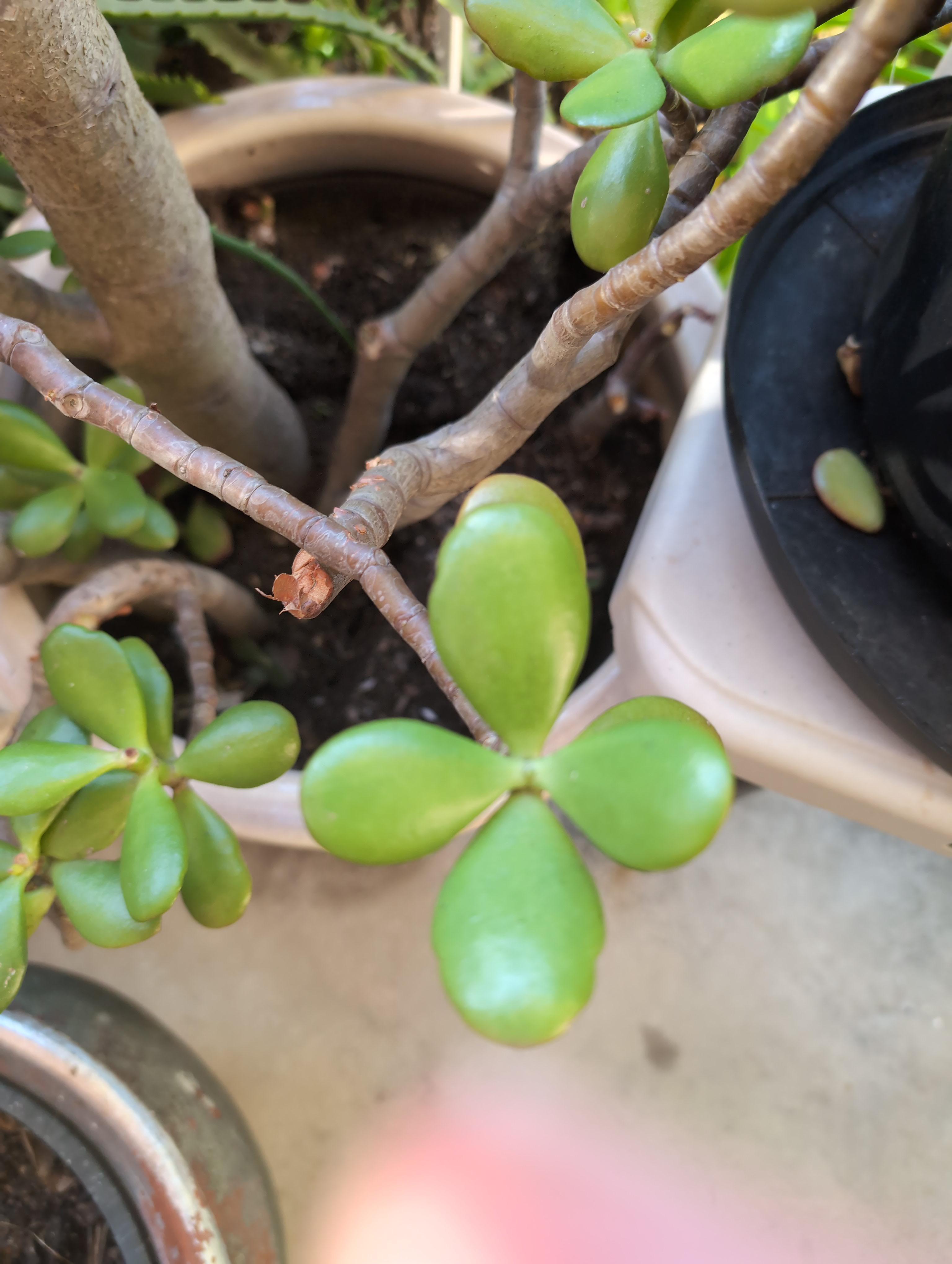 Animal eating jade plant branch? | Scrolller
