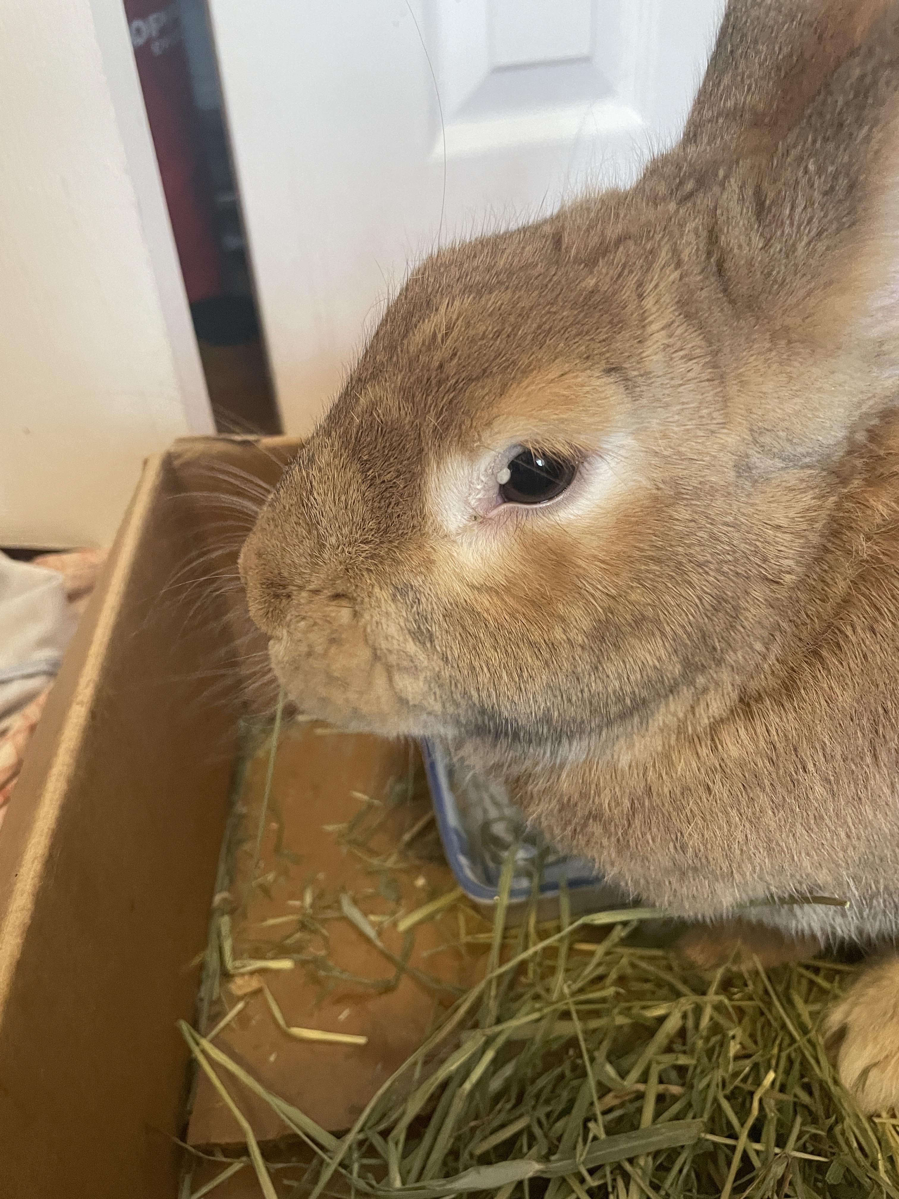 What’s on my rabbits eye?? | Scrolller