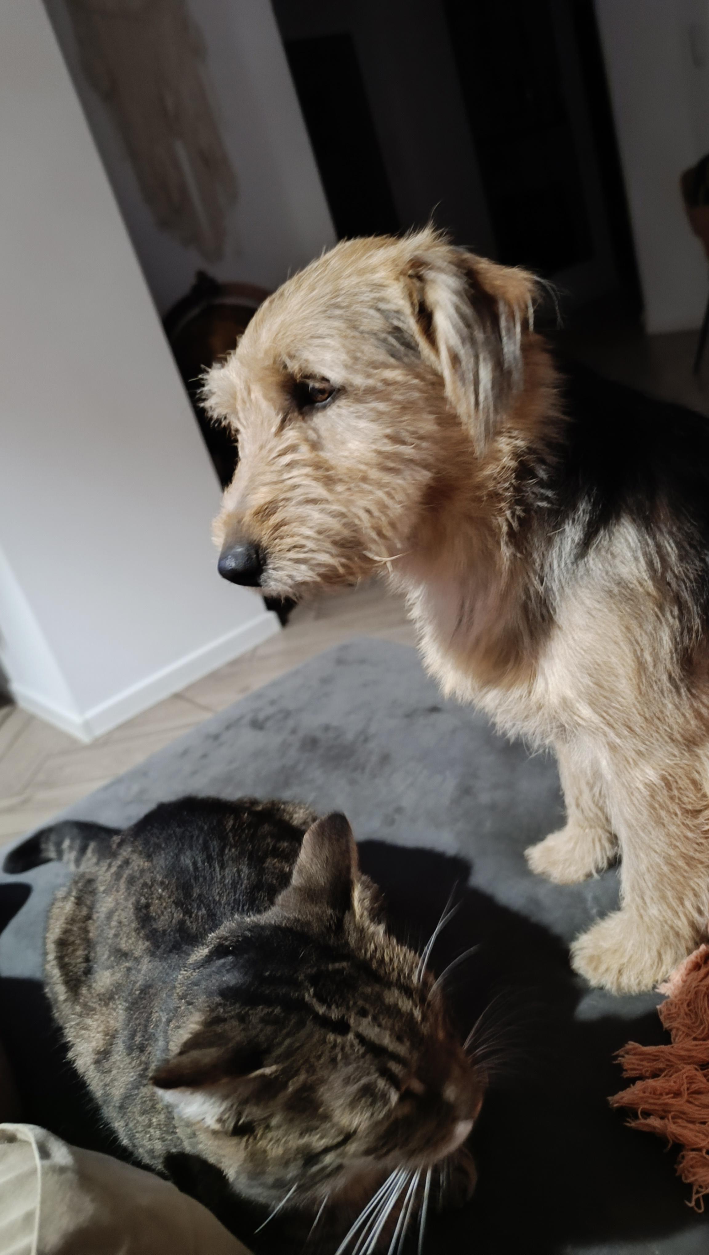 Discover more like Dogpictures: Meet Loki! and Related Content | Scrolller