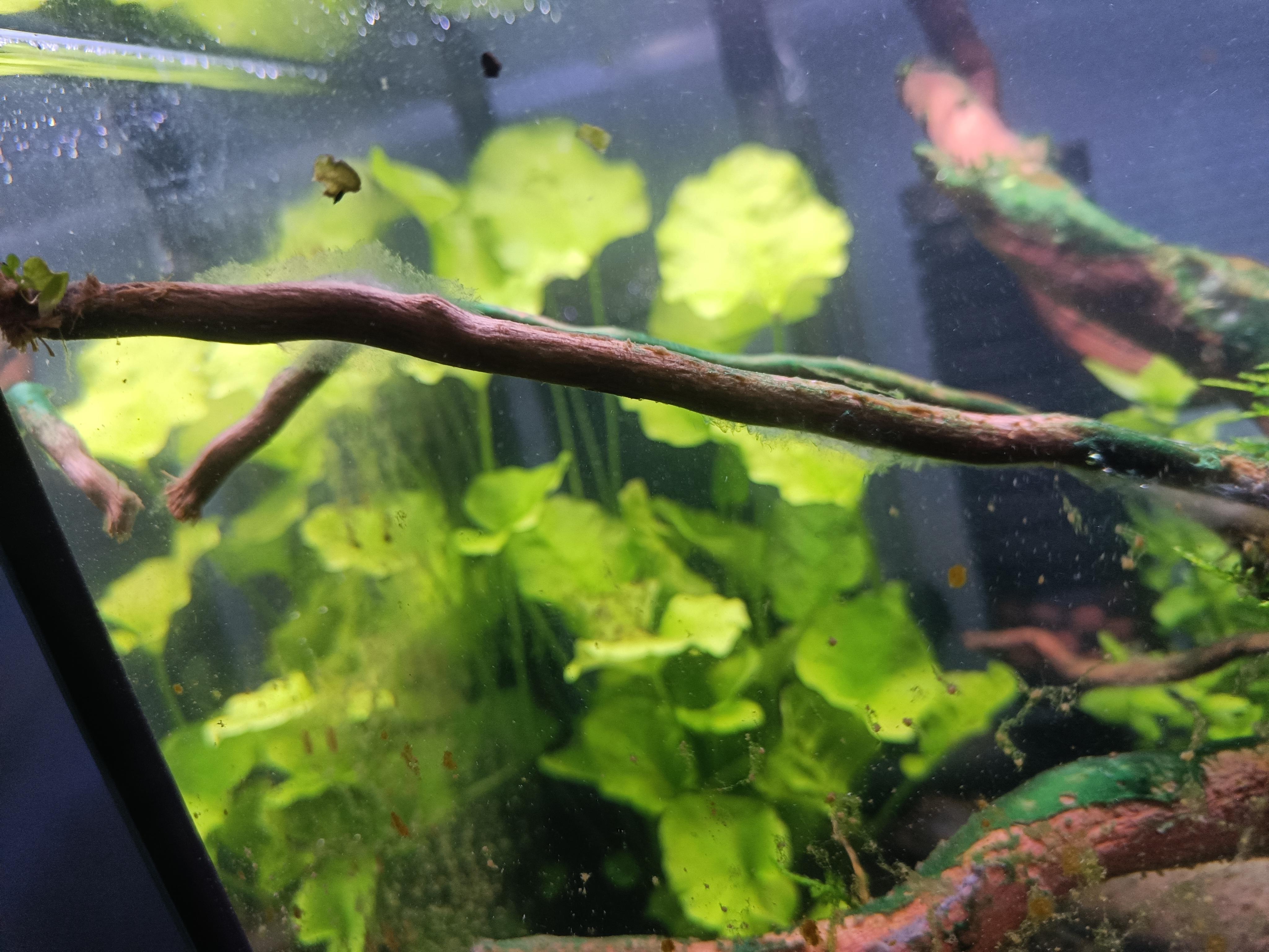 BGA success? | Scrolller