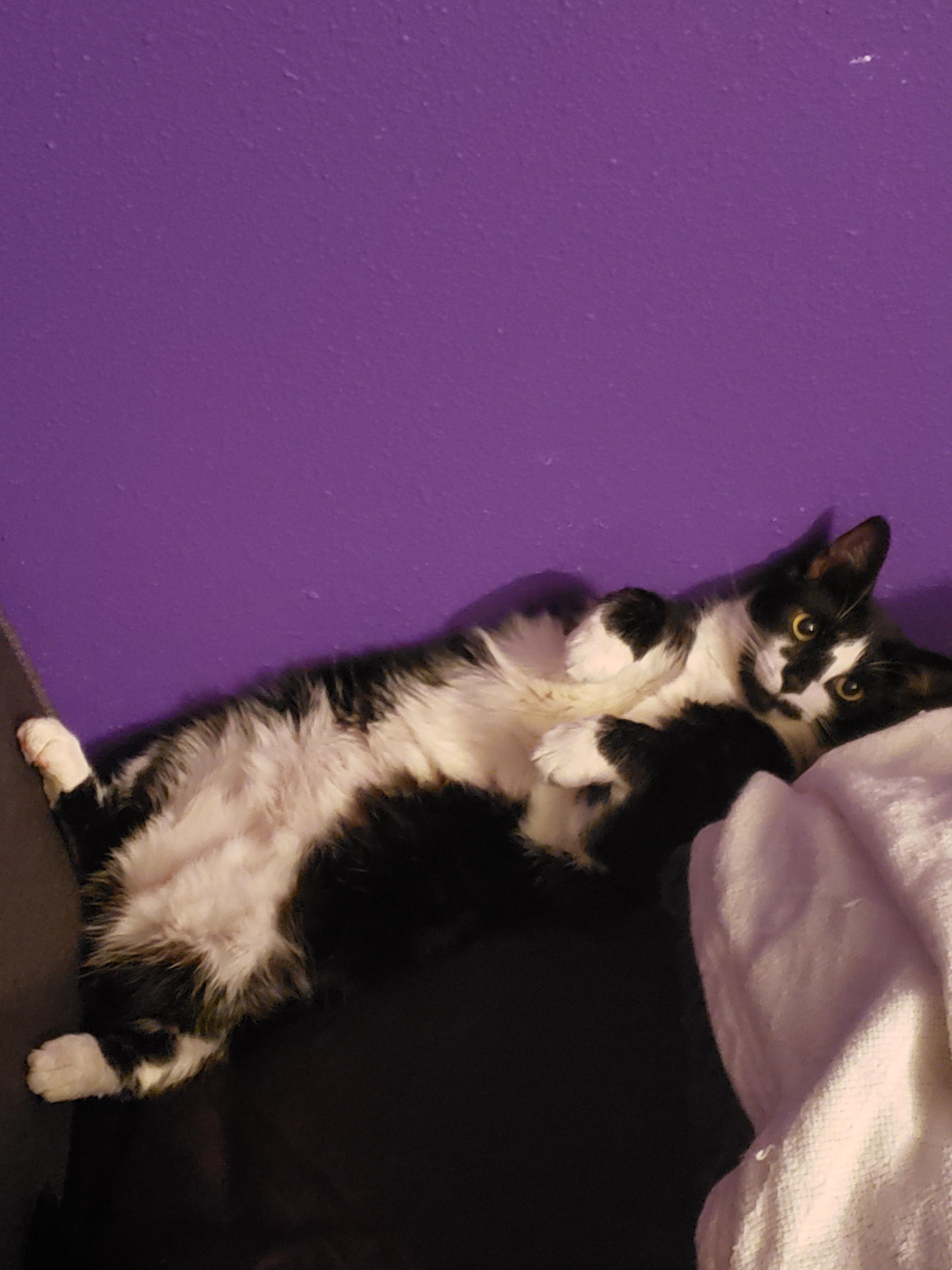 Why do they do it? | Scrolller