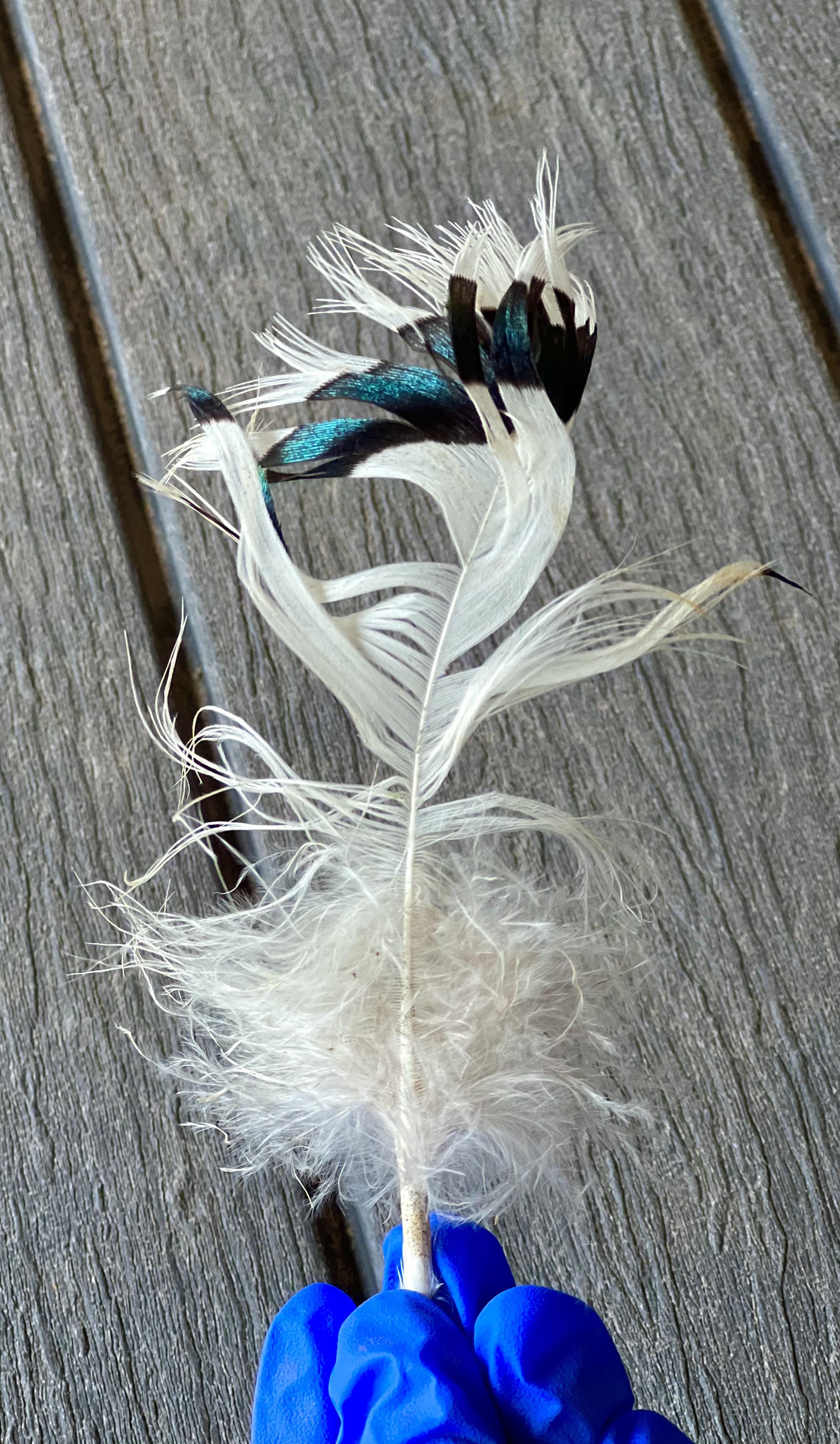 Feather ID: Greater Roadrunner?? | Scrolller
