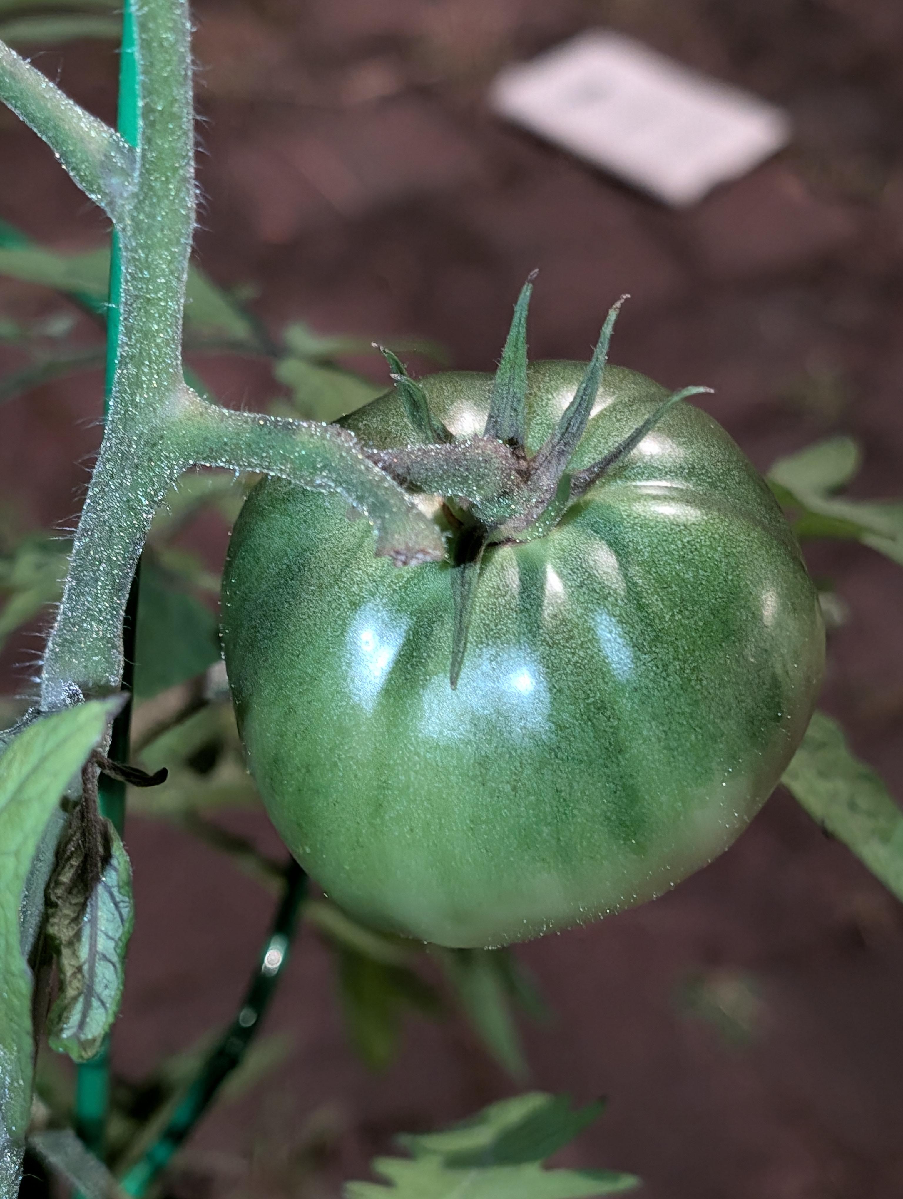 Can anyone tell me what's going on with my tomatoes? | Scrolller