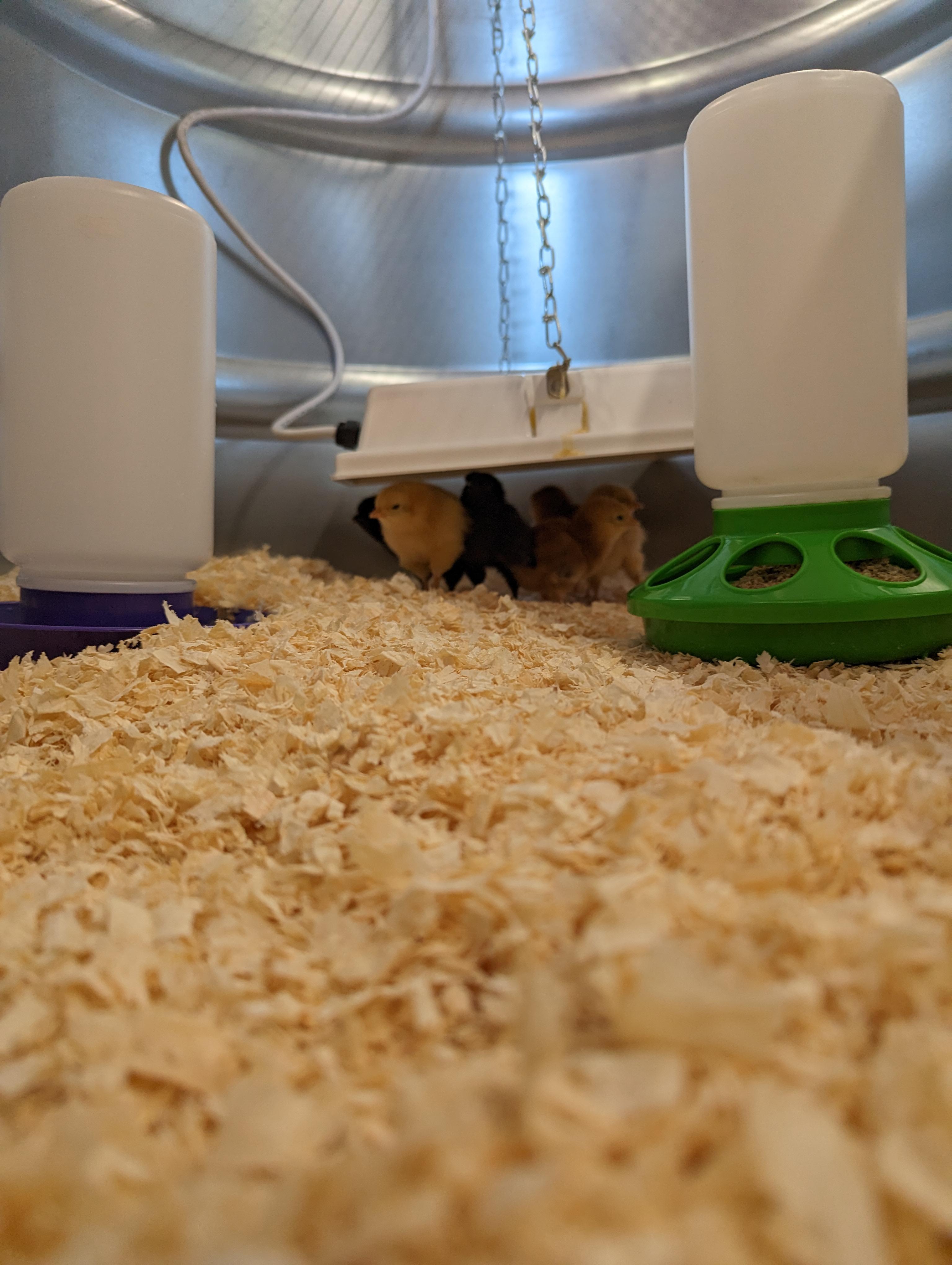 Our First Chicks! | Scrolller