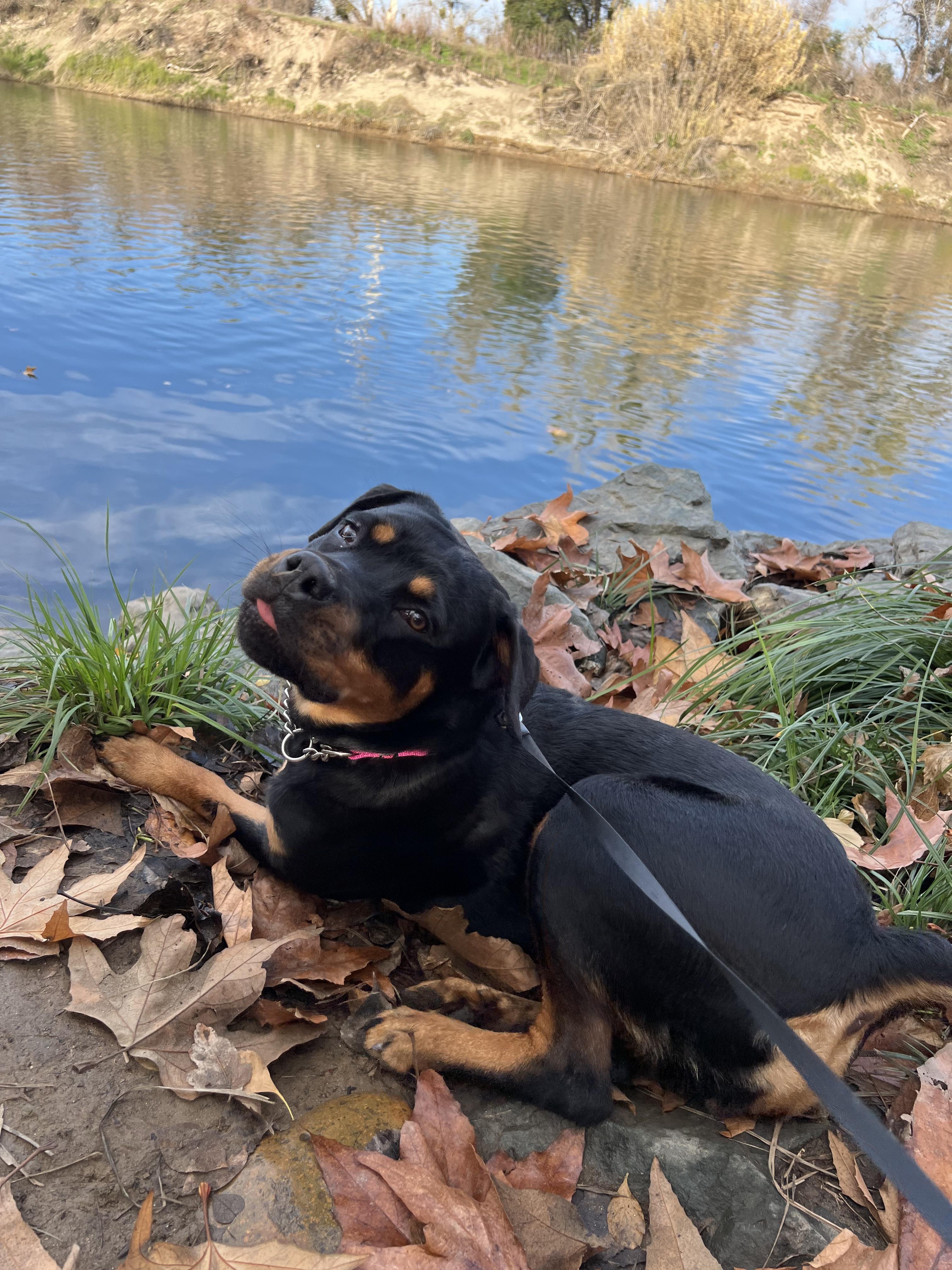 Piper loving her river walkies | Scrolller
