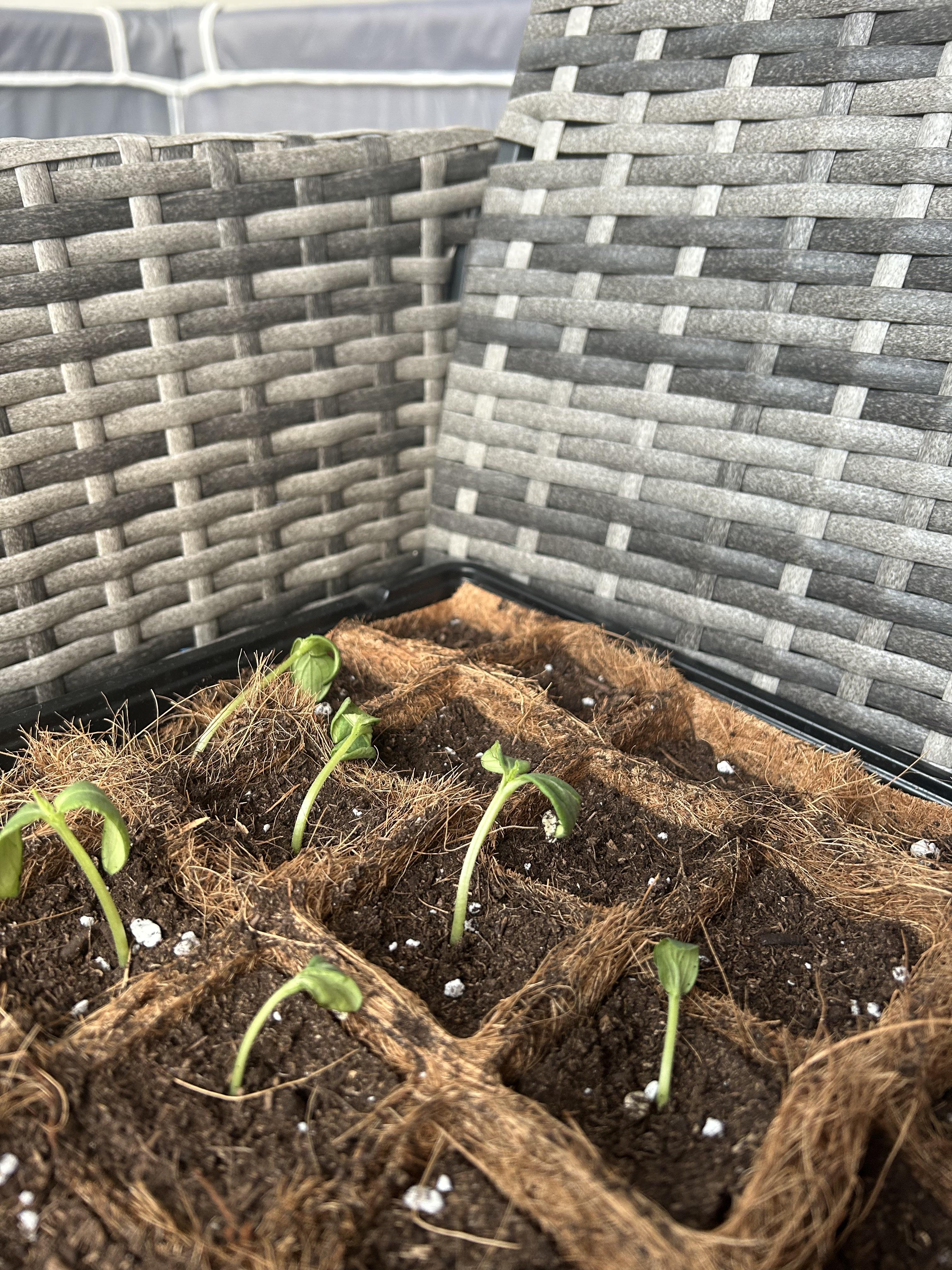 Cucumber seedlings | Scrolller