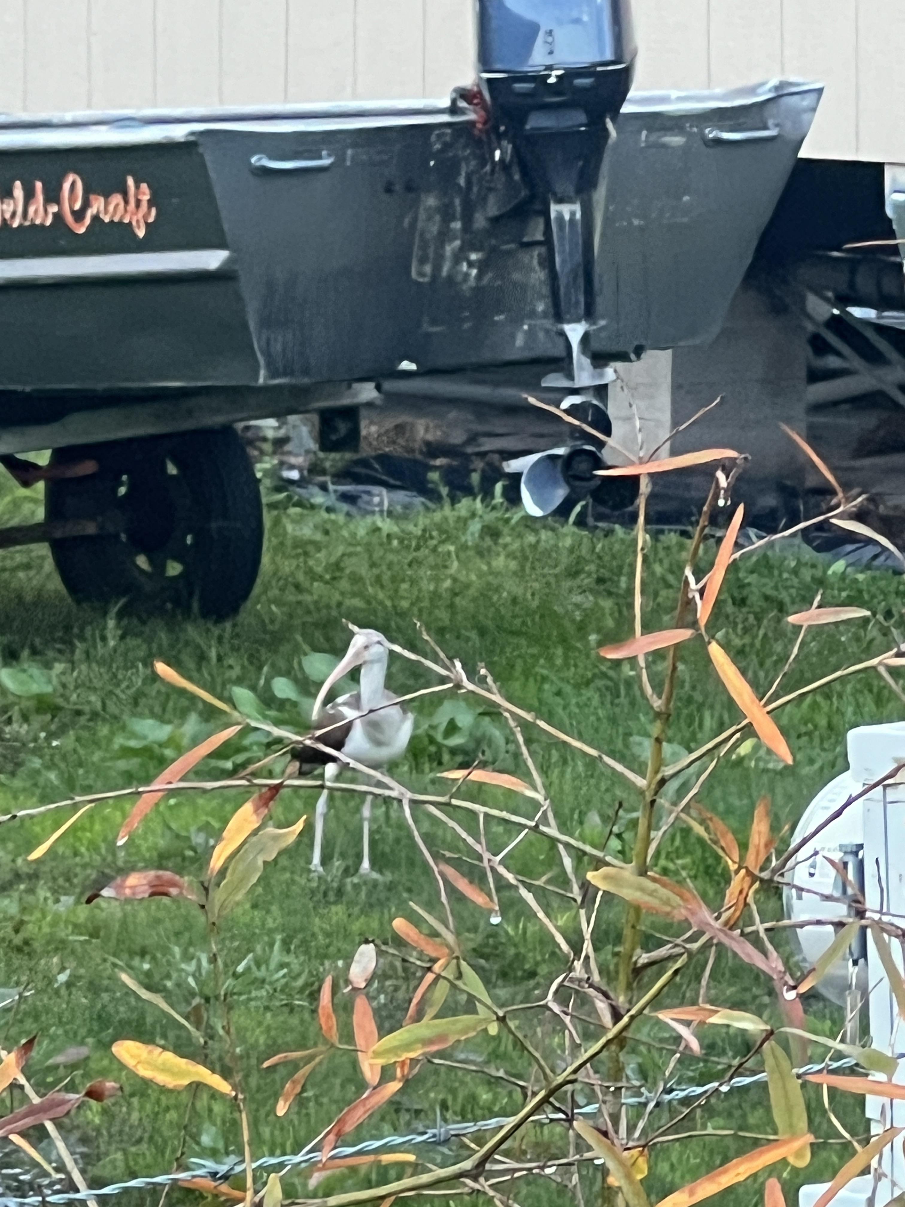 What is this bird | Scrolller