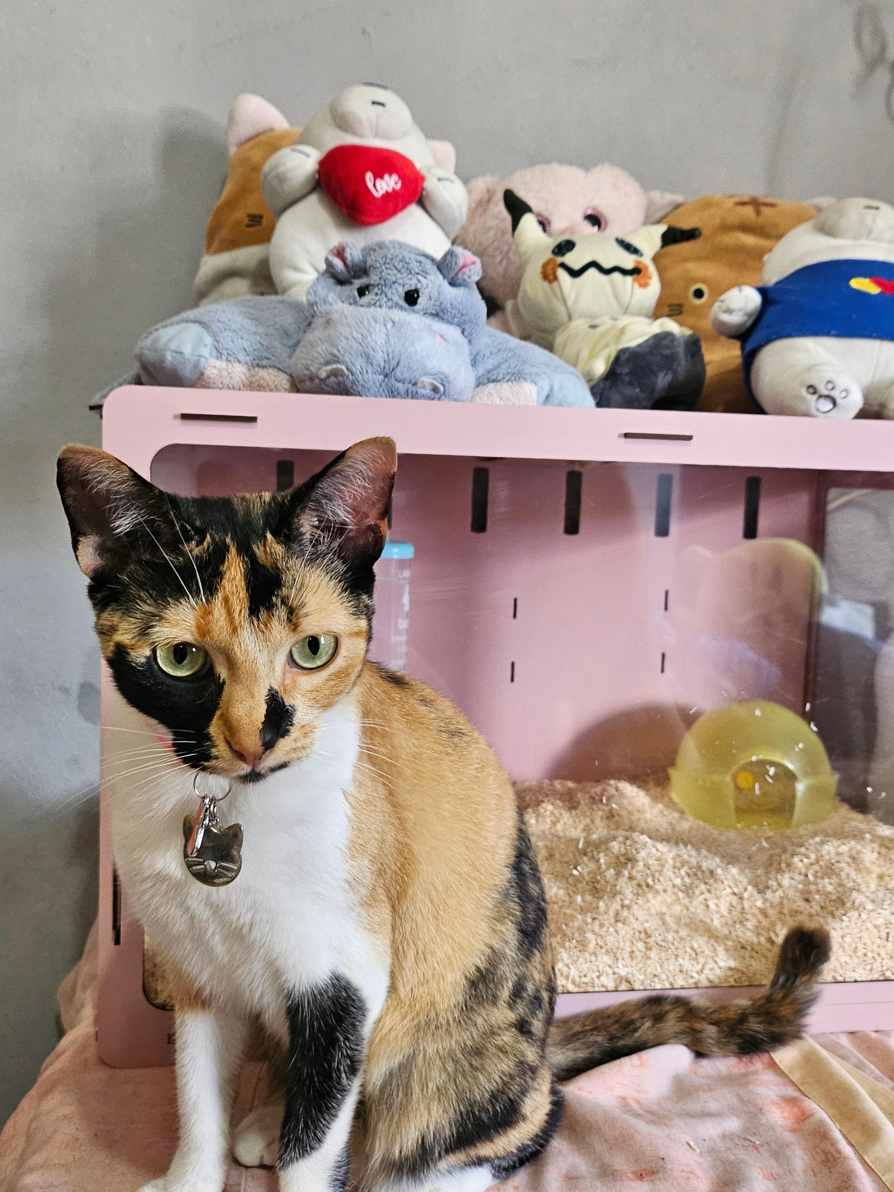 Hi guys! here's my improved tank: | Scrolller