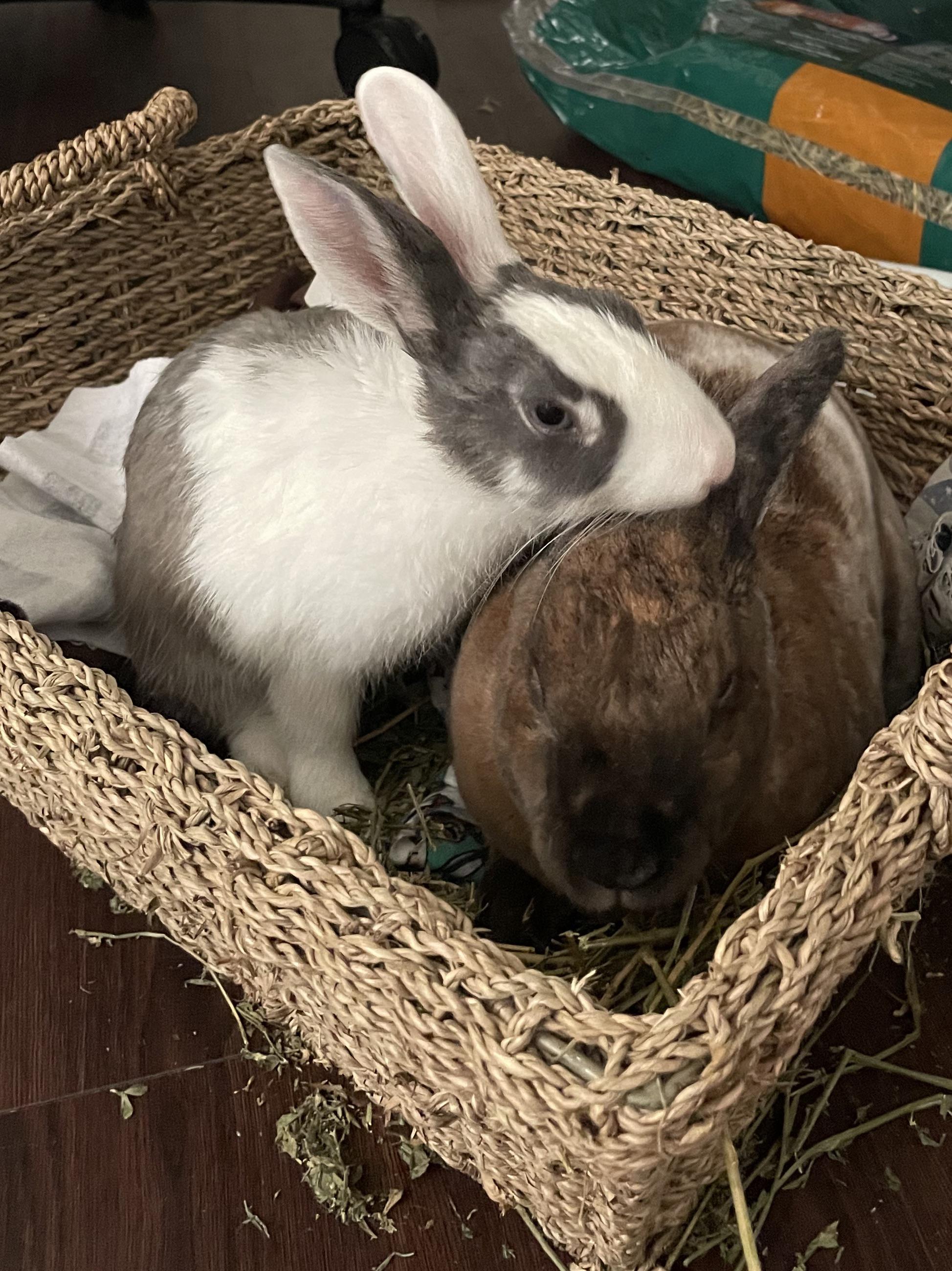 Cleaning after bonding sessions? | Scrolller