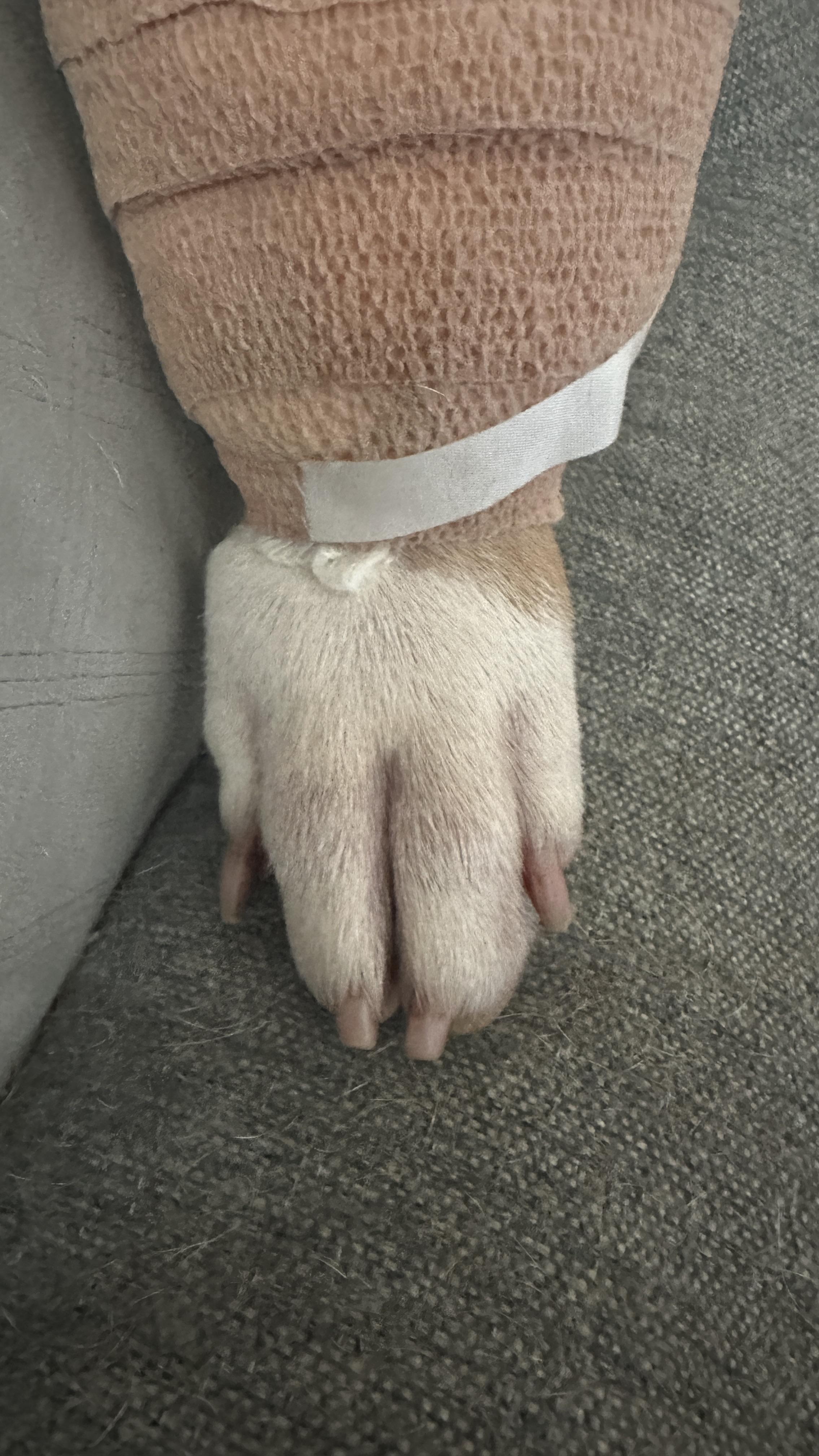 Is swelling normal on my dogs paw? | Scrolller