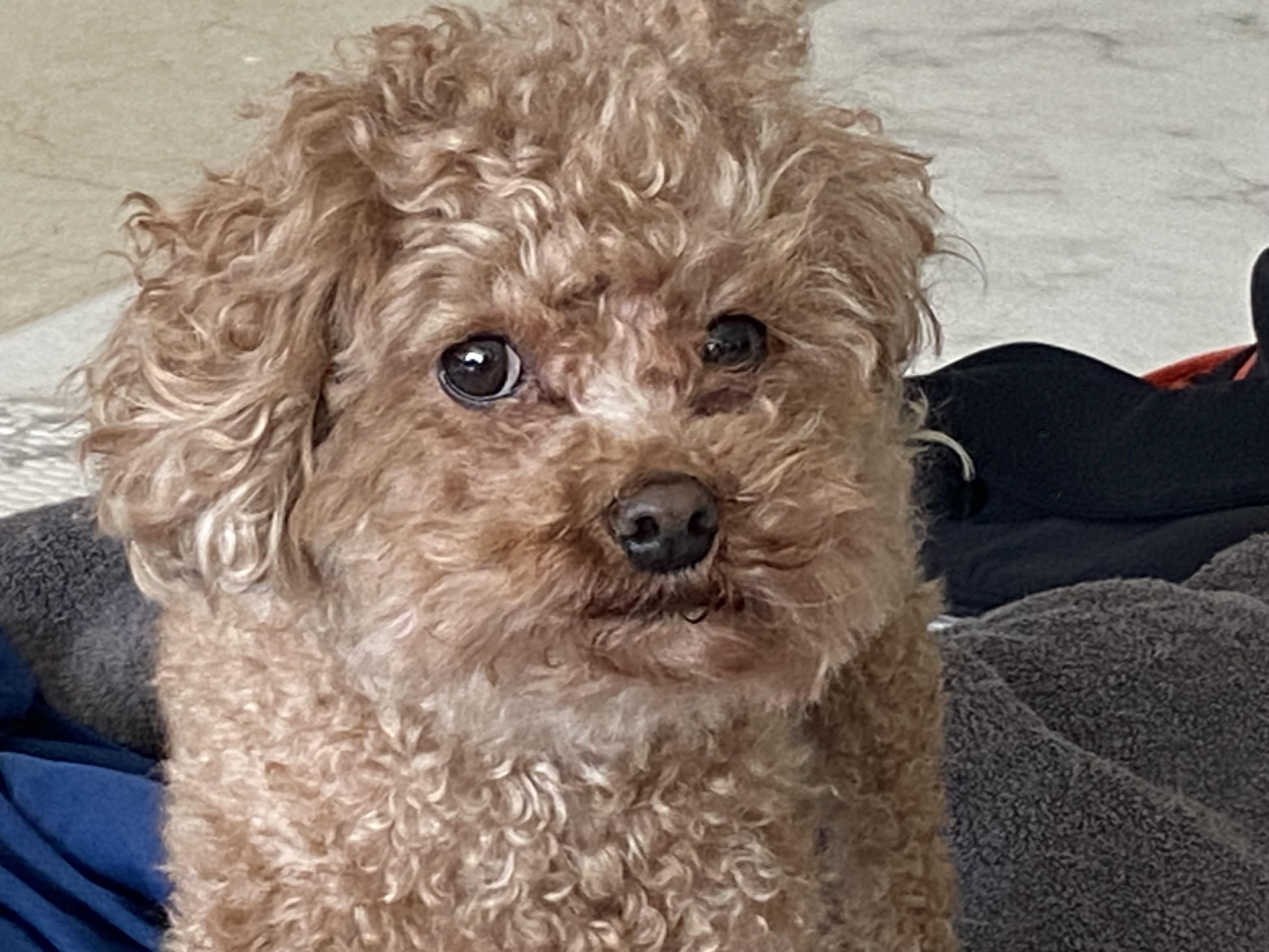 Cute lil pup (oc) | Scrolller