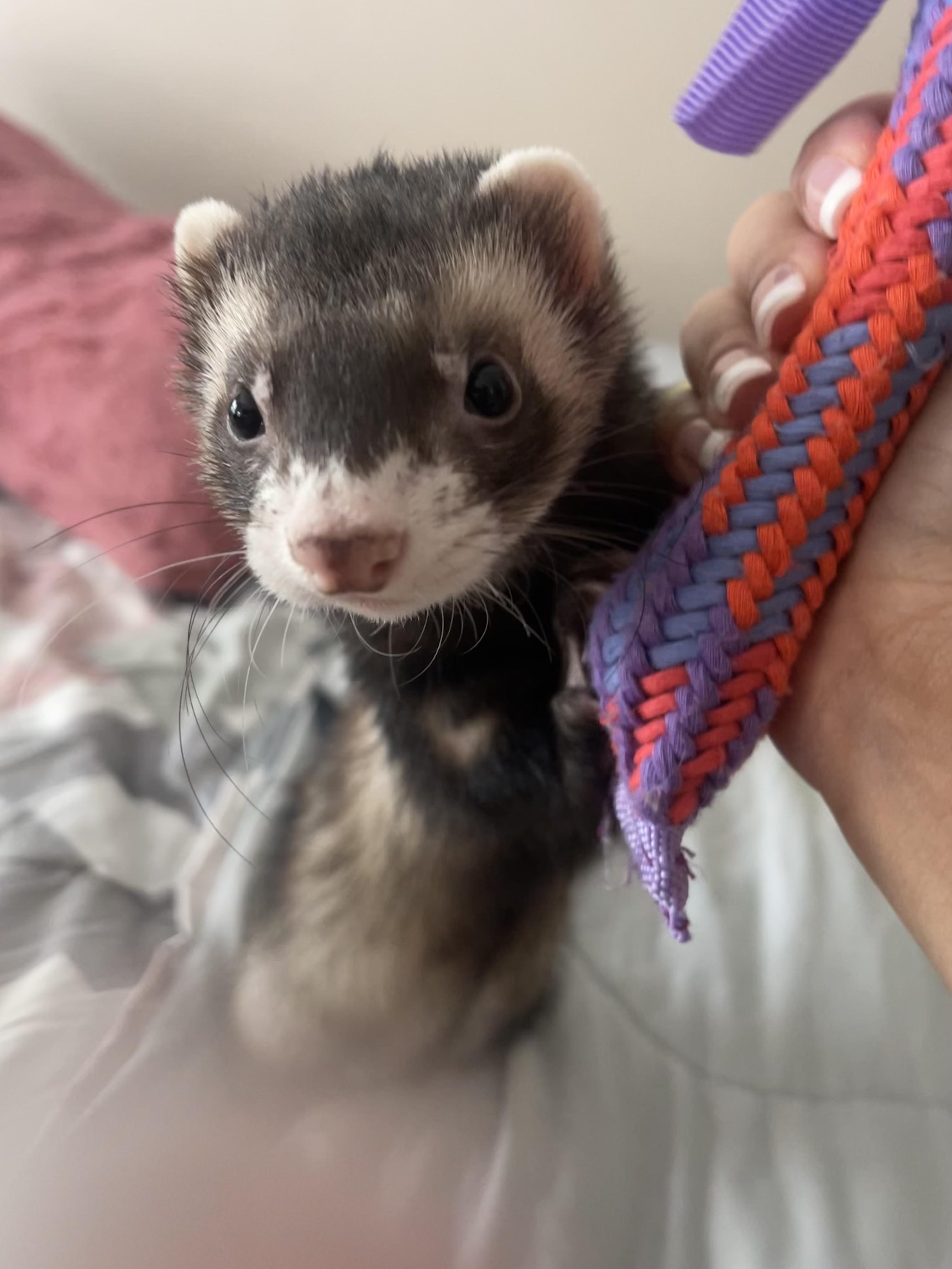 Shedding coat? | Scrolller