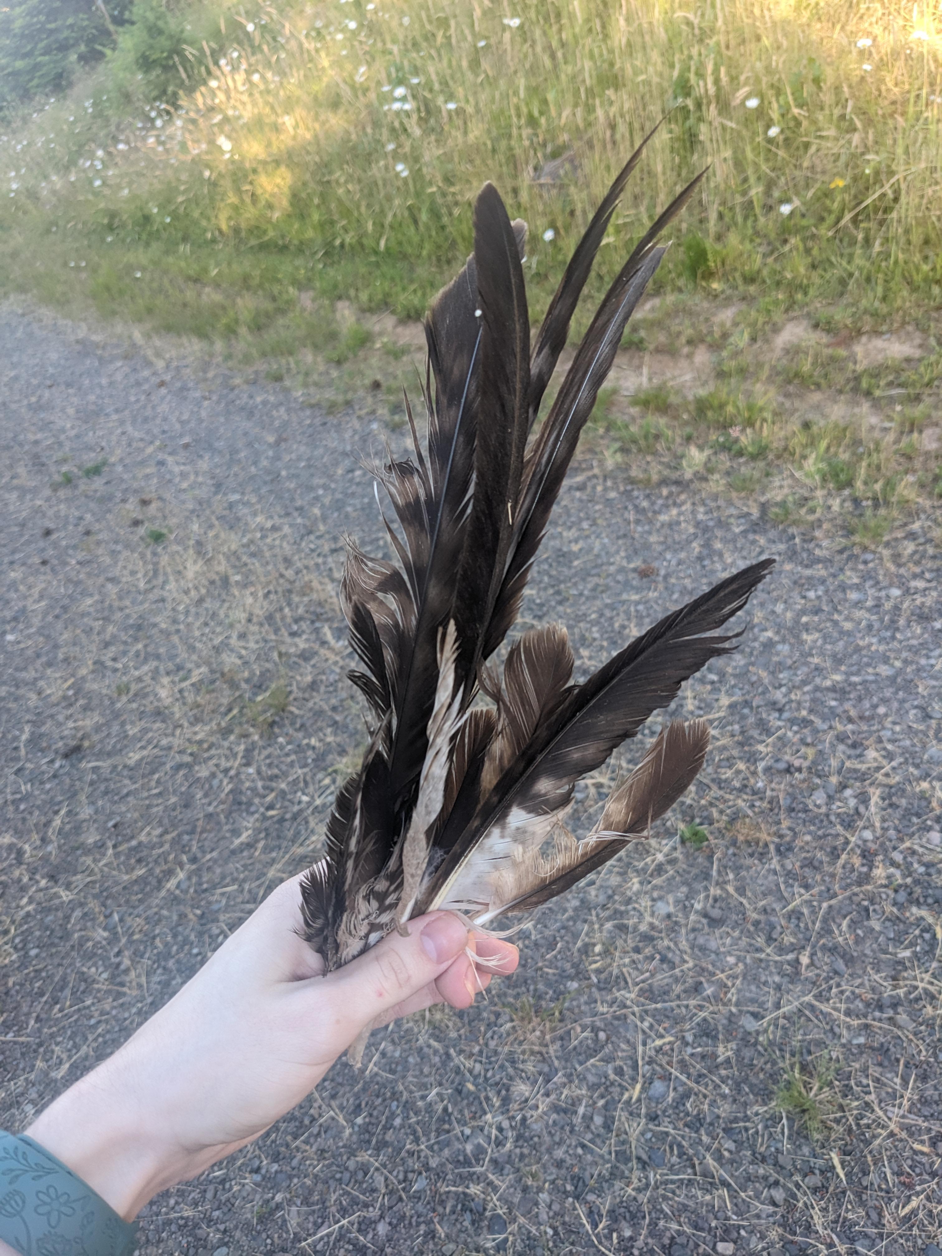 Feathers! | Scrolller