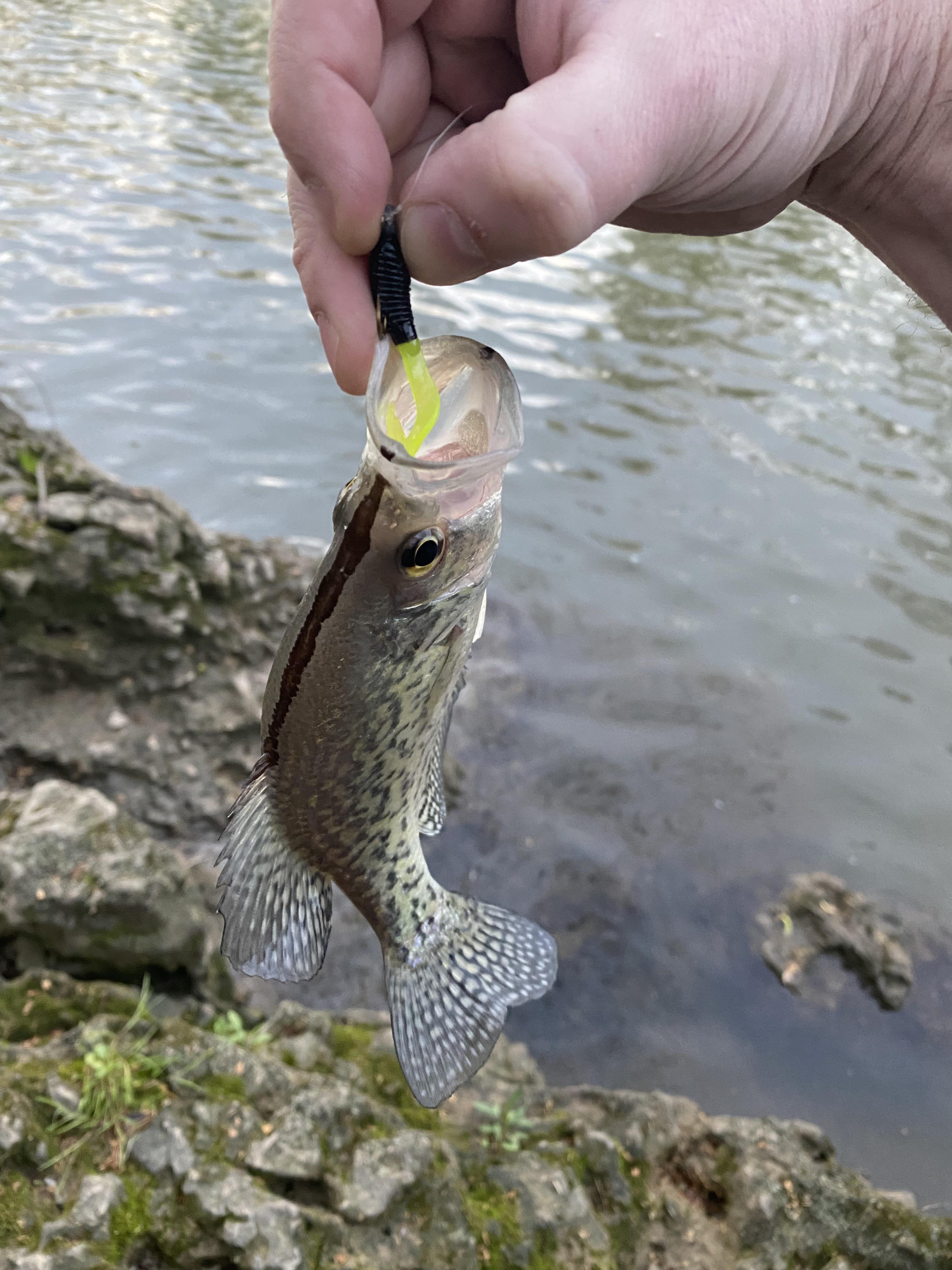 One of the coolest crappie I’ve ever caught | Scrolller