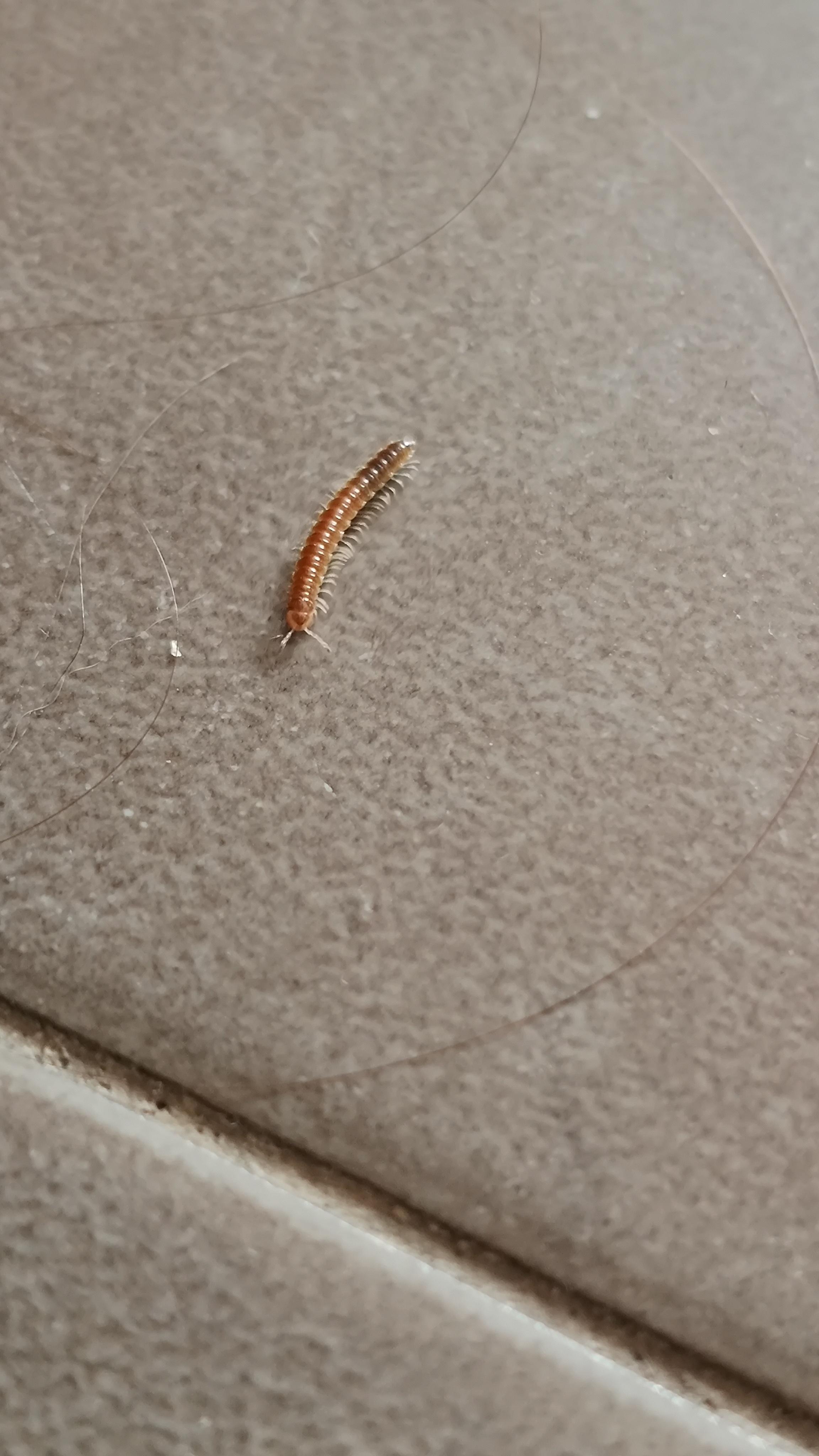 Discover more like Pestcontrol: New house new bugs and Related Content | Scrolller