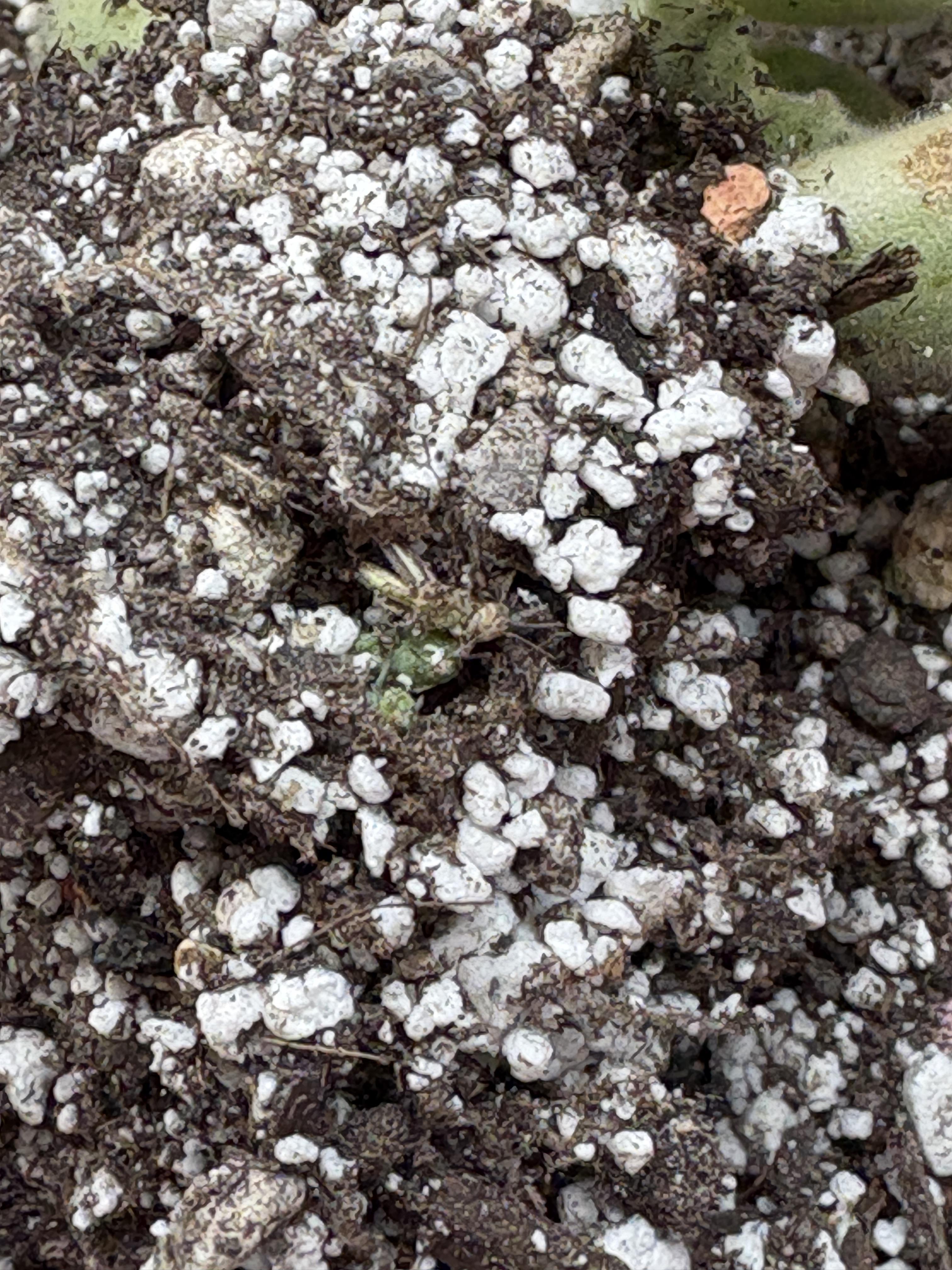 Discover more like Whatisthisbug: What bugs are in my plant? and Related Content | Scrolller