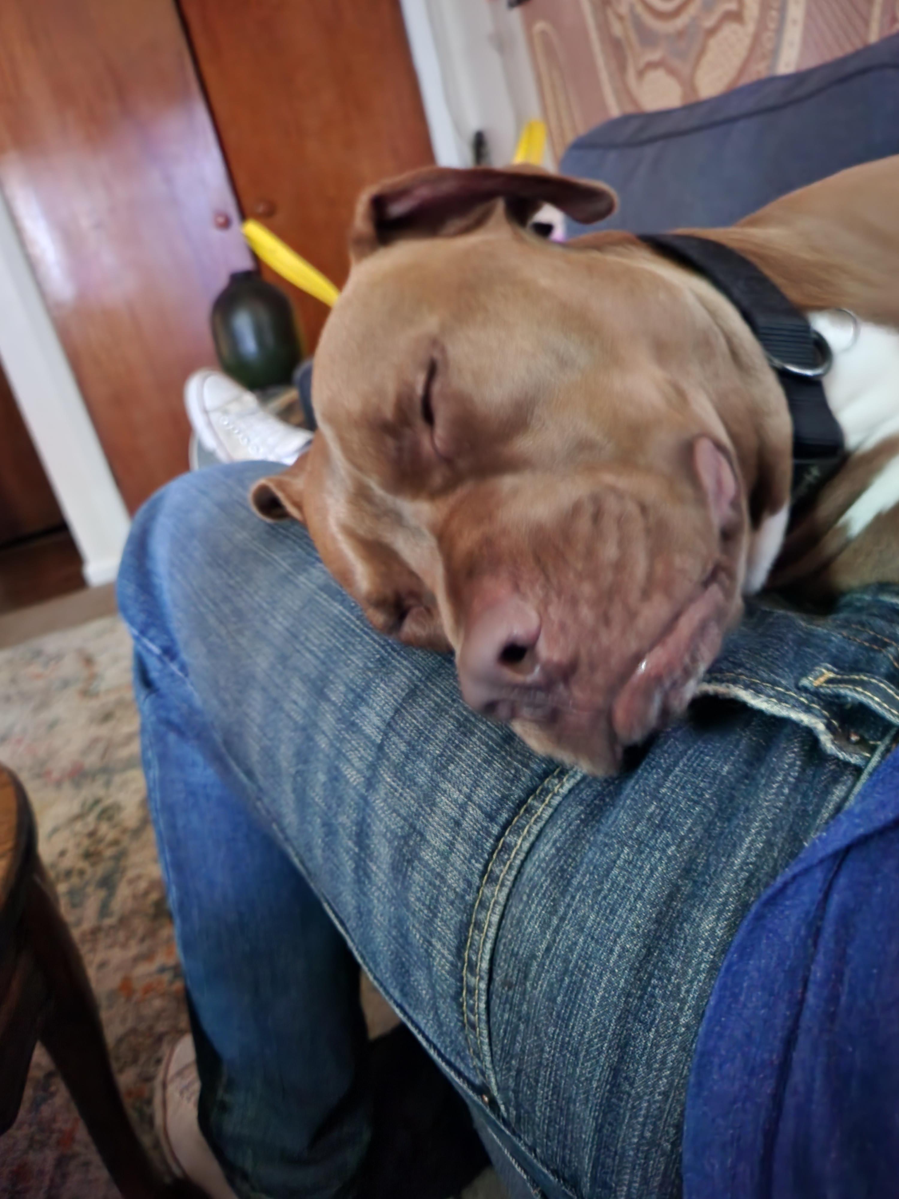 Macho Man Randy Savage | Scrolller