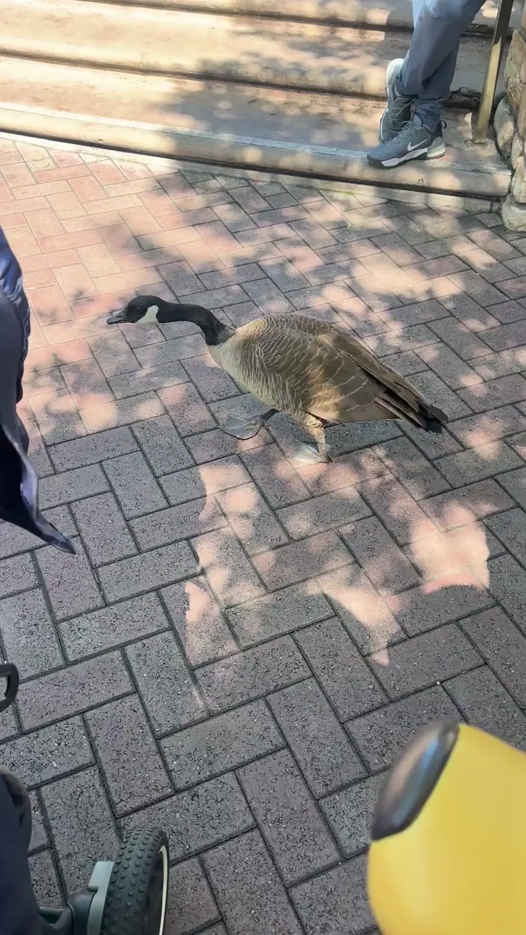 Magic Happens Parade - Geese Edition | Scrolller