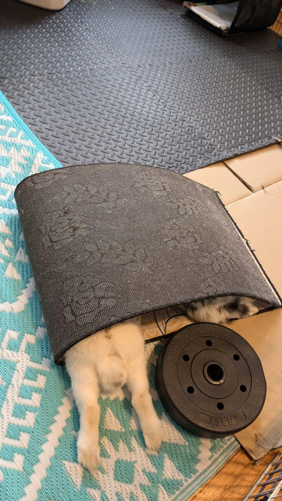 Bunnytoes | Pictures | Scrolller